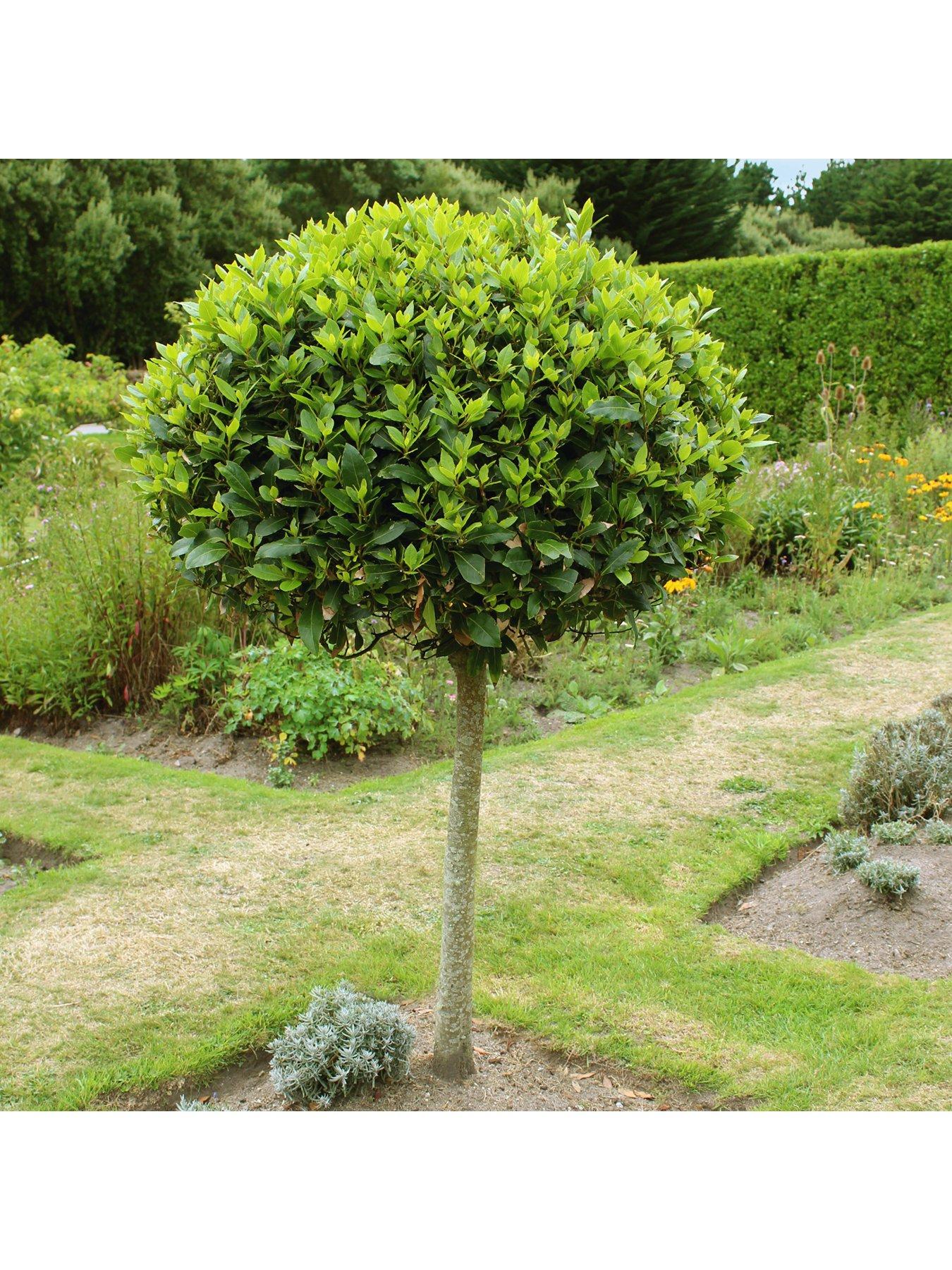 You Garden Pair of Standard Bay Trees 70-80cm Tall | Very
