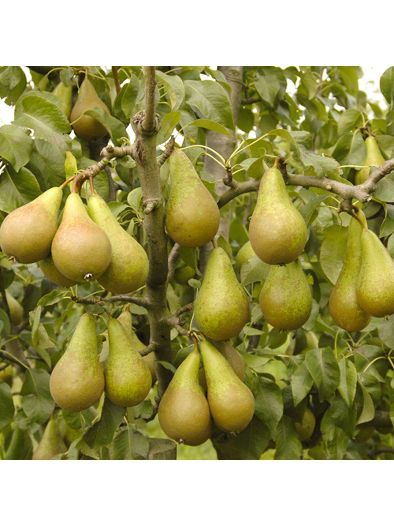 You Garden Pear Conference Tree - 1.4 m Bare Root | Very