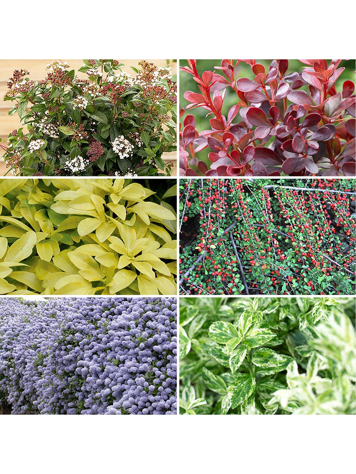 You Garden Evergreen Shrub Collection 6 x 9cm Pots | Very