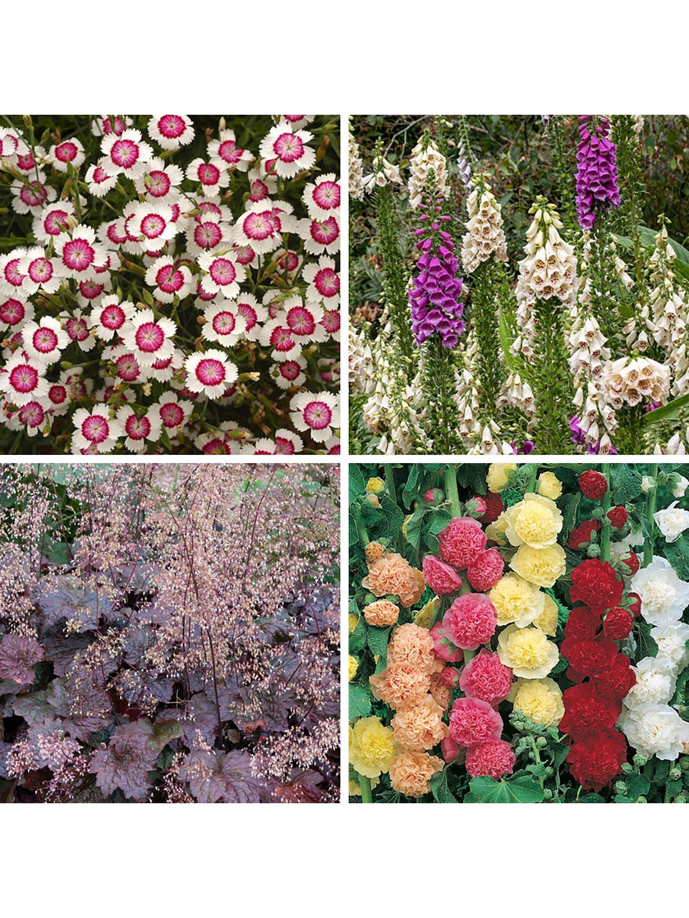 You Garden Hardy Garden Perennial collection plug x 24 | Very