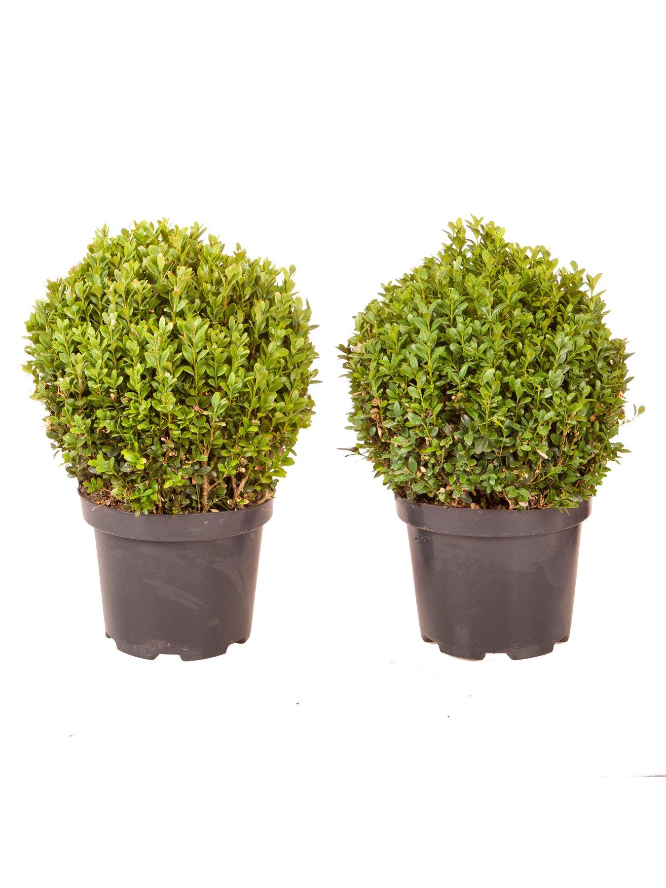 You Garden Pair Of Box Balls - 25cm | Very