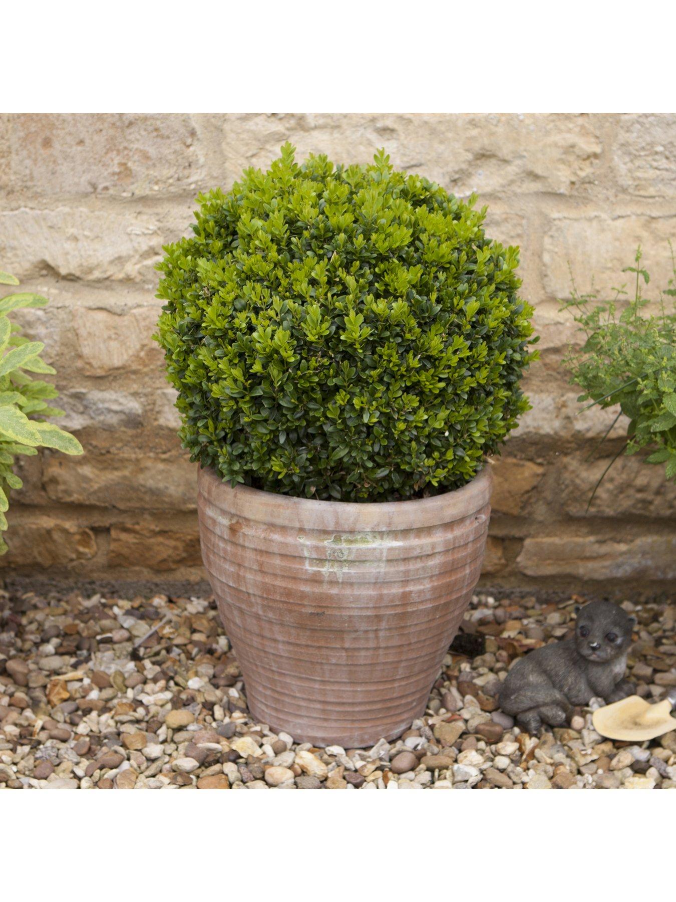You Garden Pair Of Box Balls - 25cm | Very