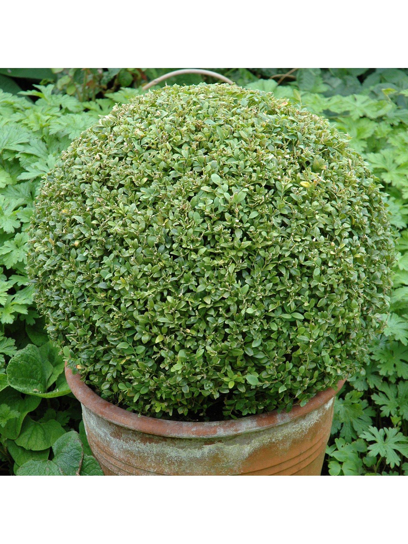 You Garden Pair Of Box Balls - 25cm | Very