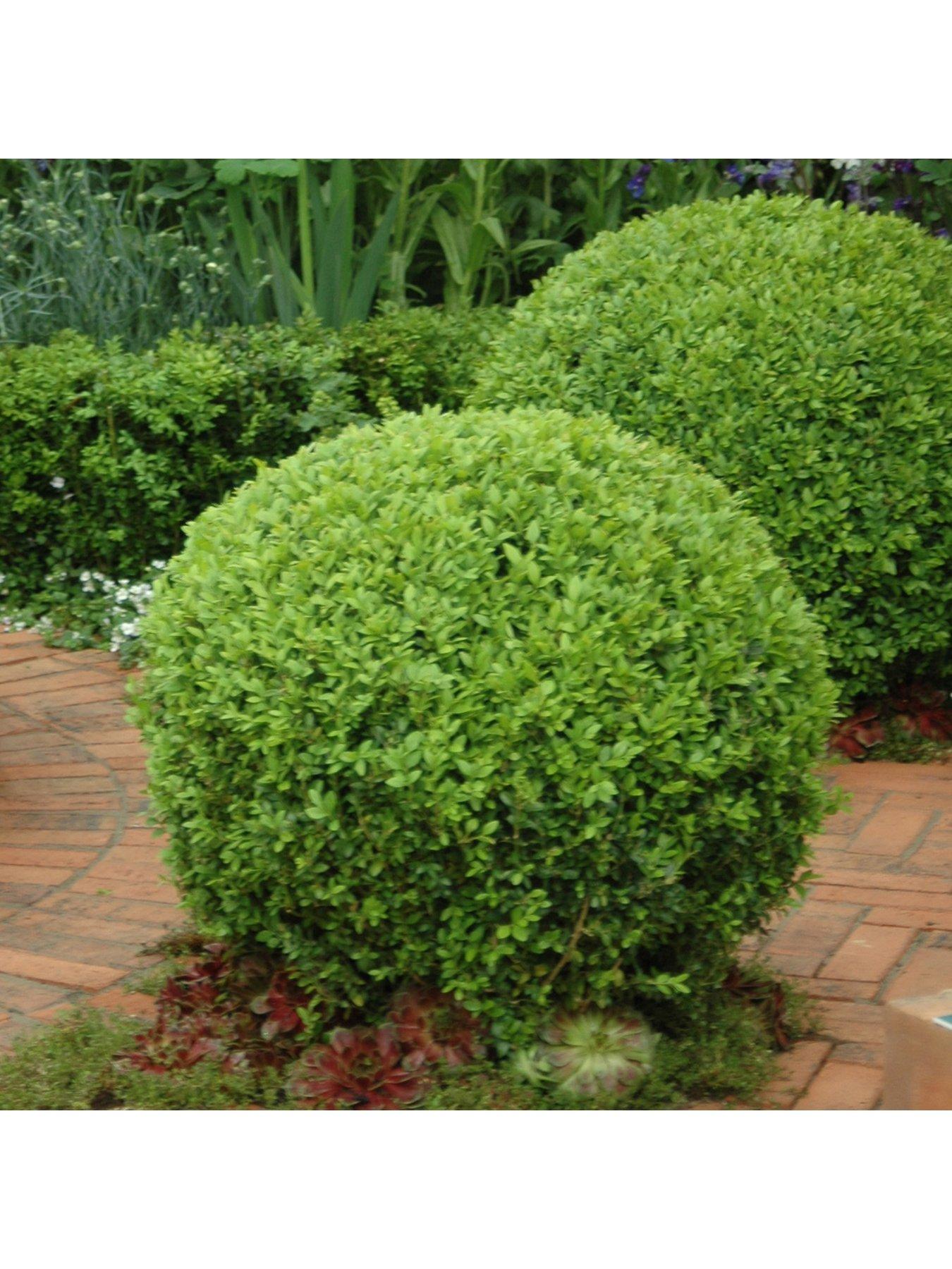 You Garden Pair Of Box Balls - 25cm | Very