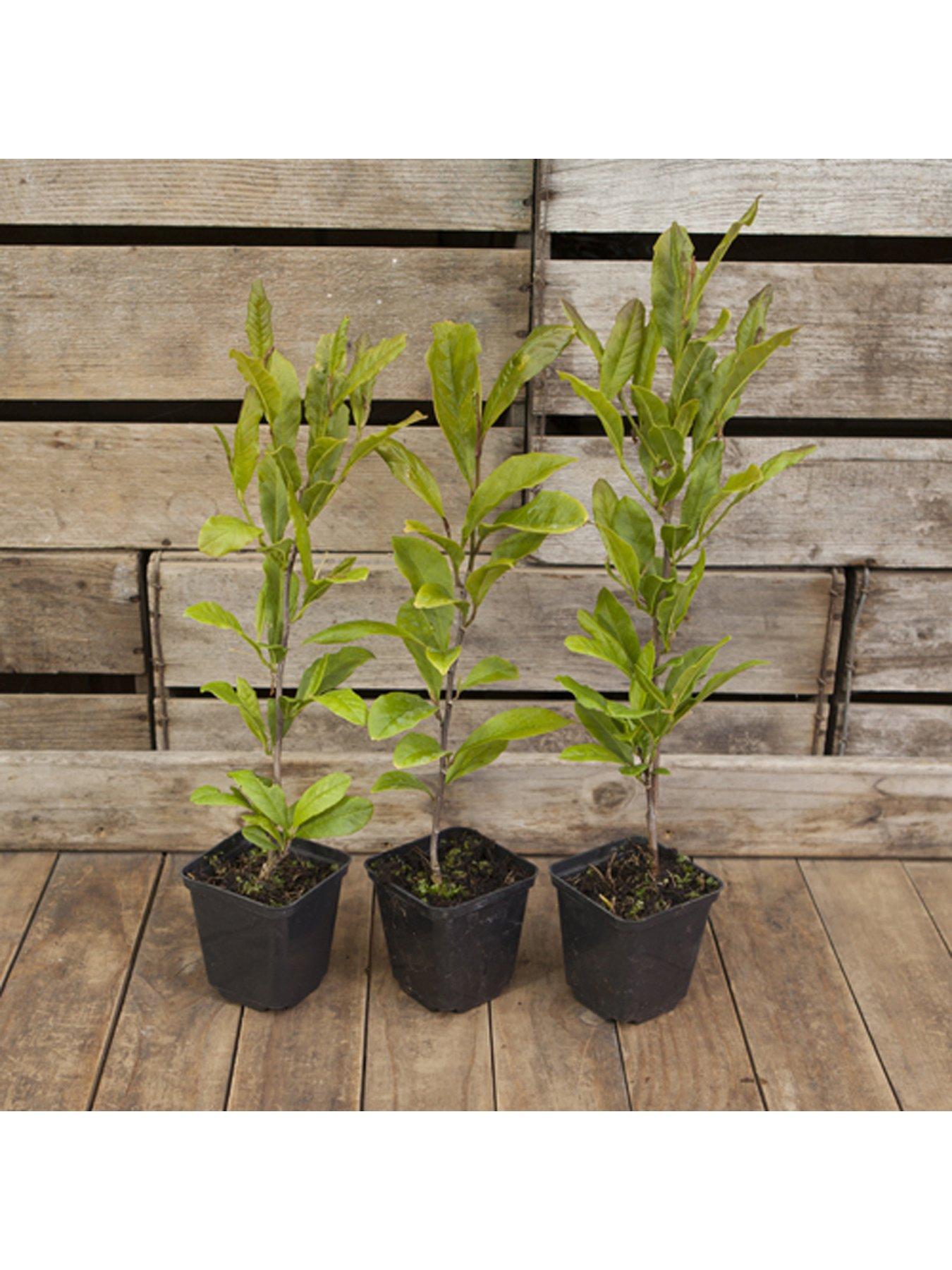 You Garden Fragrant Magnolia Collection 3X 9cm Potted Plants | Very