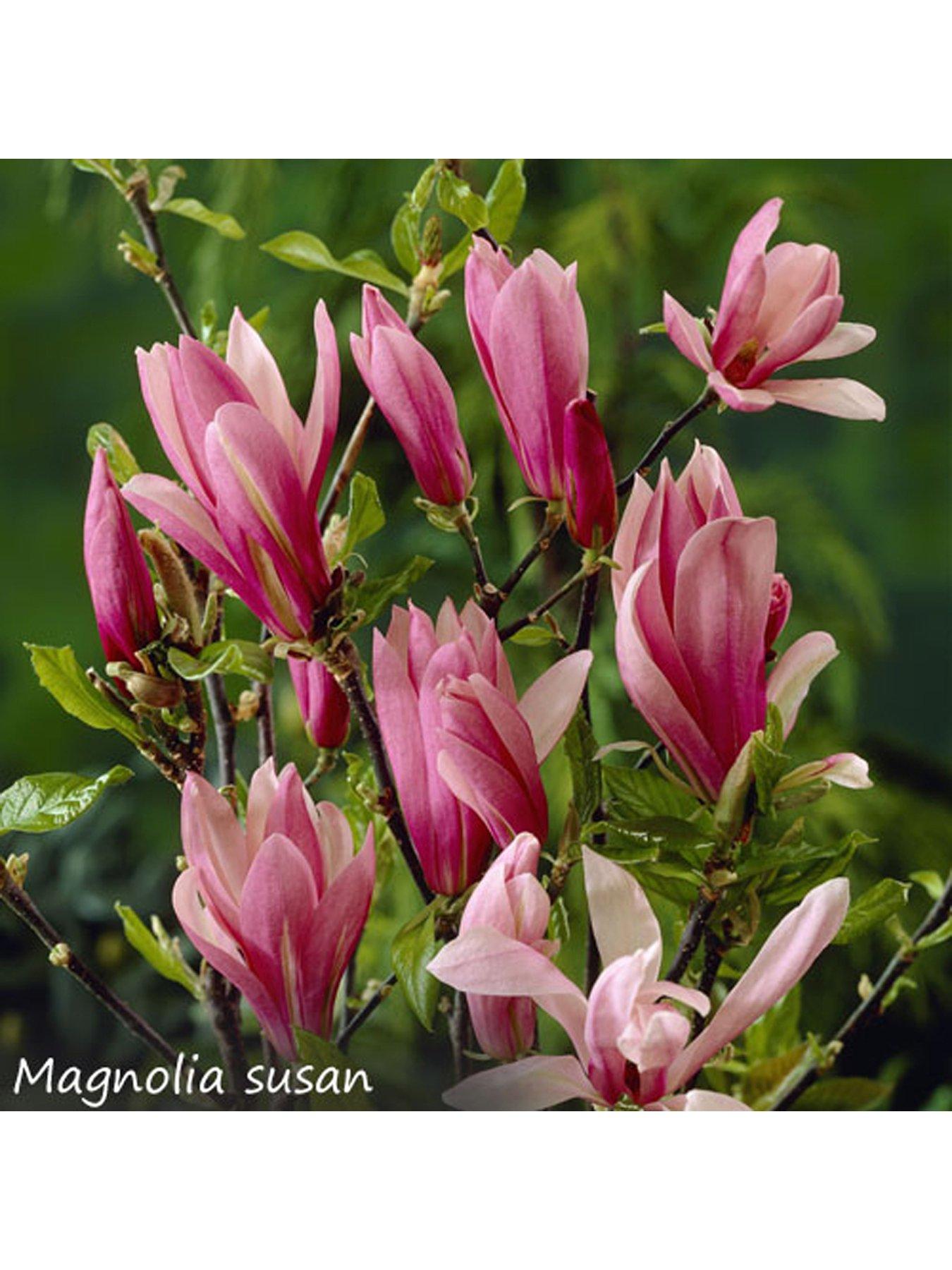 You Garden Fragrant Magnolia Collection 3X 9cm Potted Plants | Very