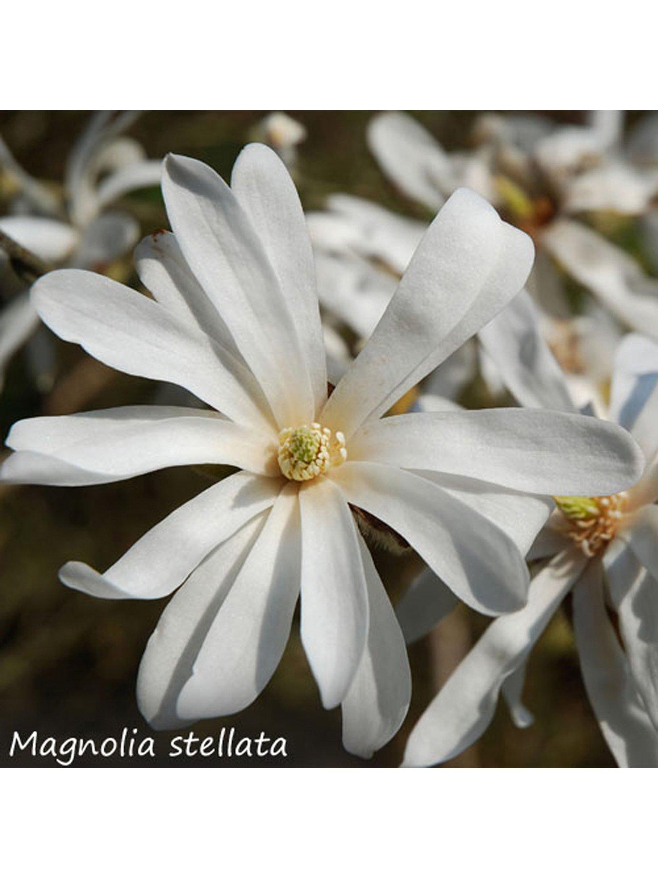 You Garden Fragrant Magnolia Collection 3X 9cm Potted Plants | Very