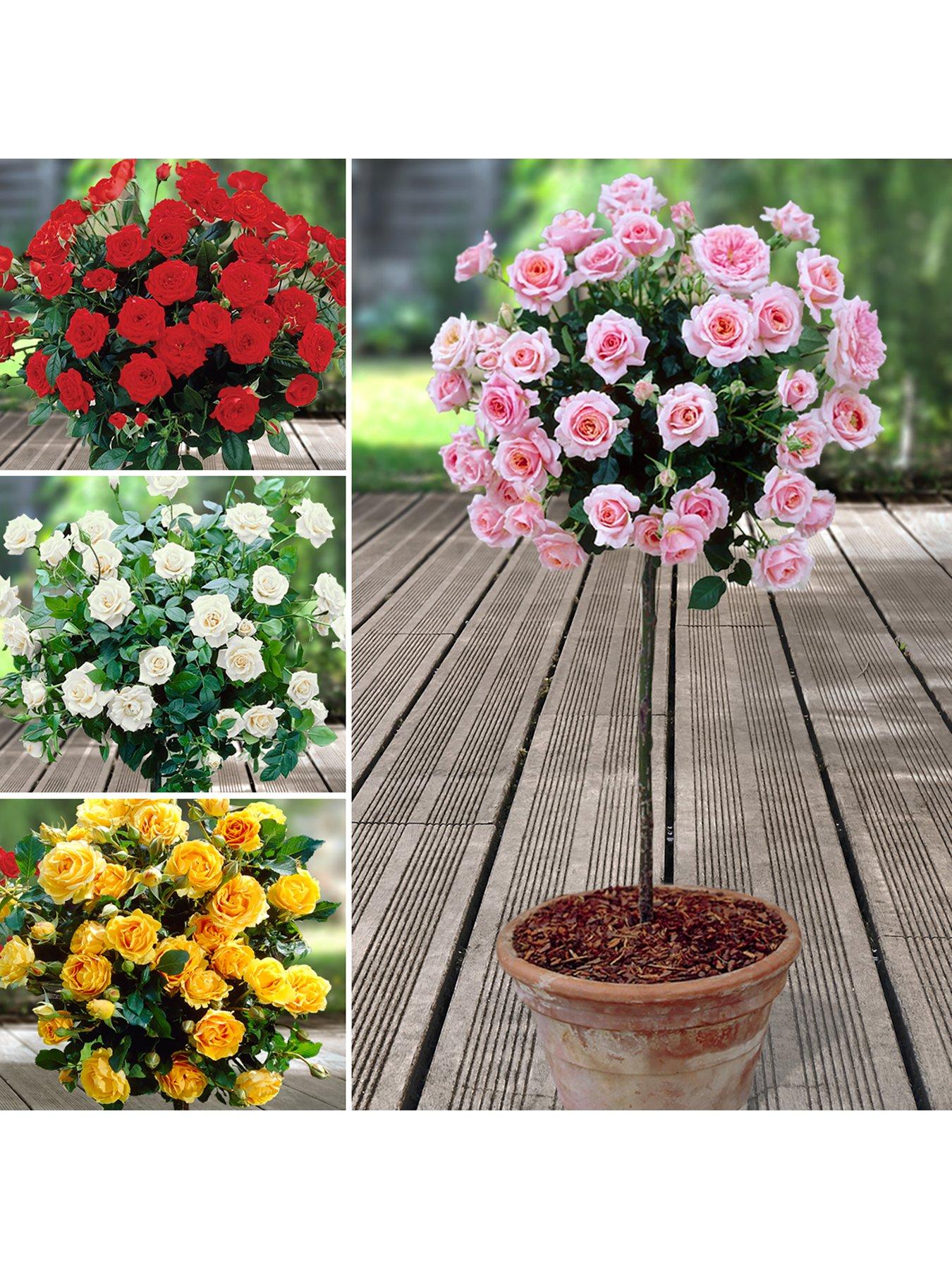 Patio Standard Roses Collection X 4 Bare Roots | very.co.uk