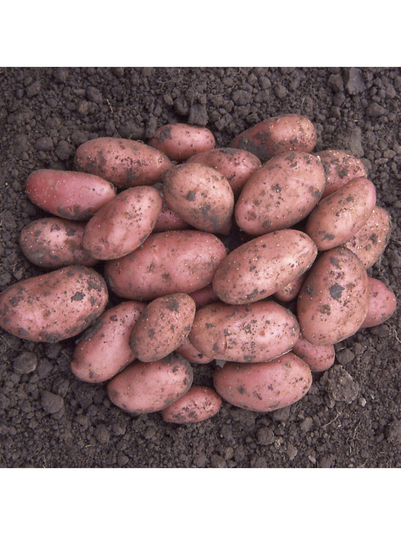 You Garden Complete Patio Potato Growing Kit | Very