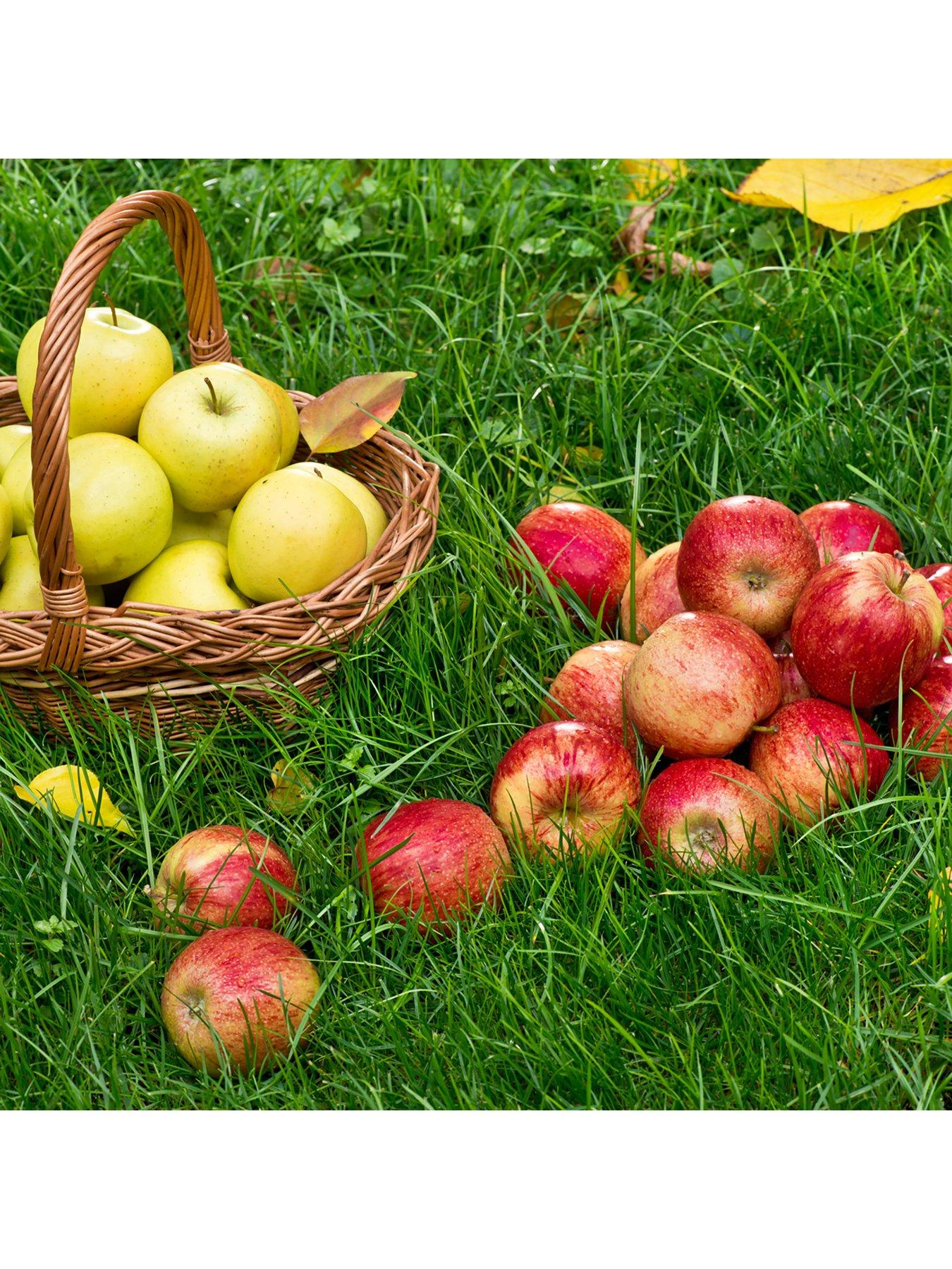 You Garden Duo Apple tree - 2 varieties on 1 tree 3L pot 1M tall | Very
