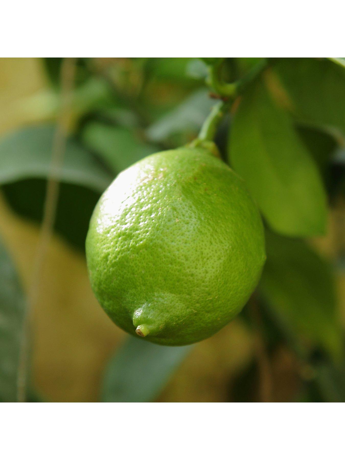 You Garden Large Lime Tree | Very