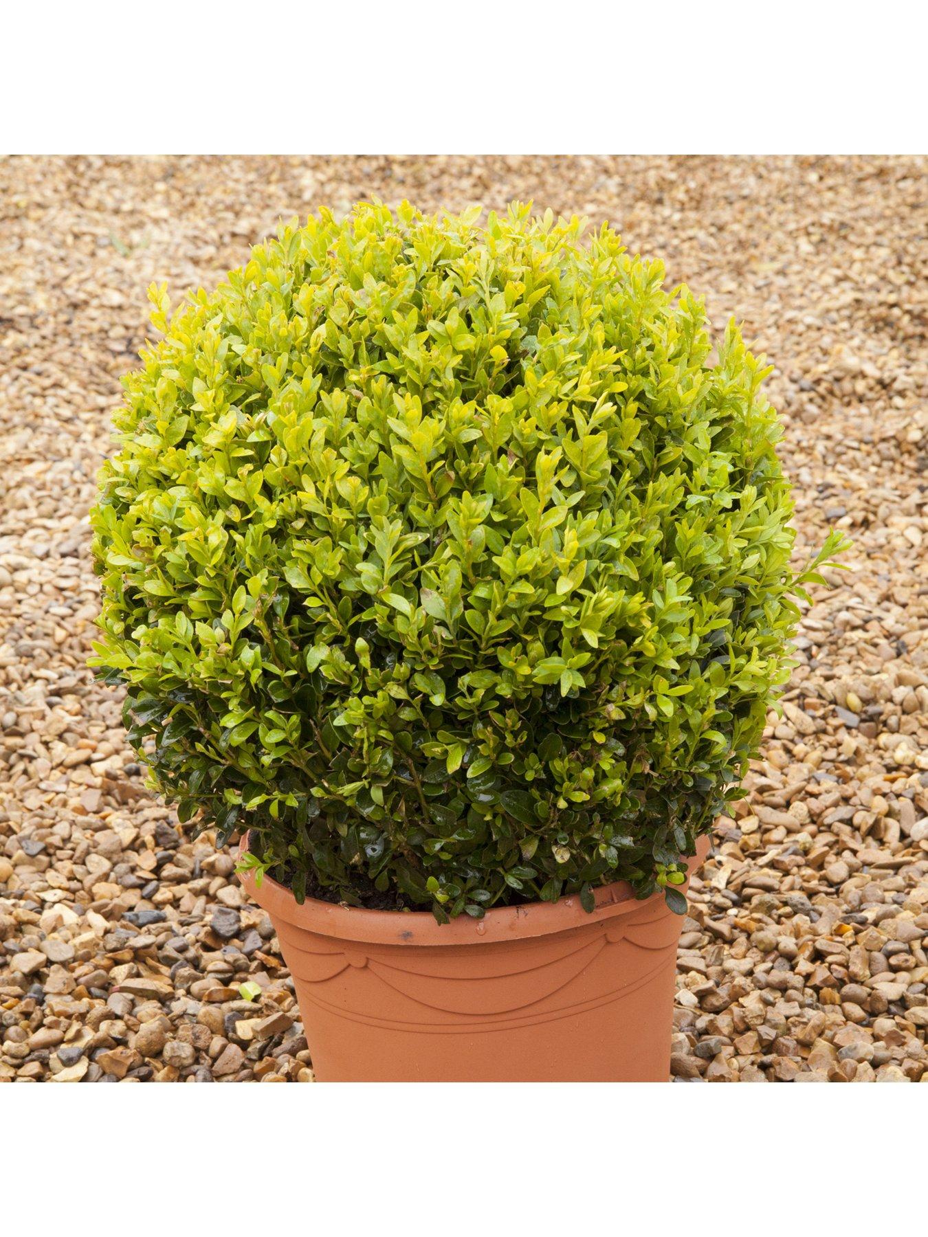 You Garden Pair of Box Balls 25 - 35cm Diameter 5L Pot | Very