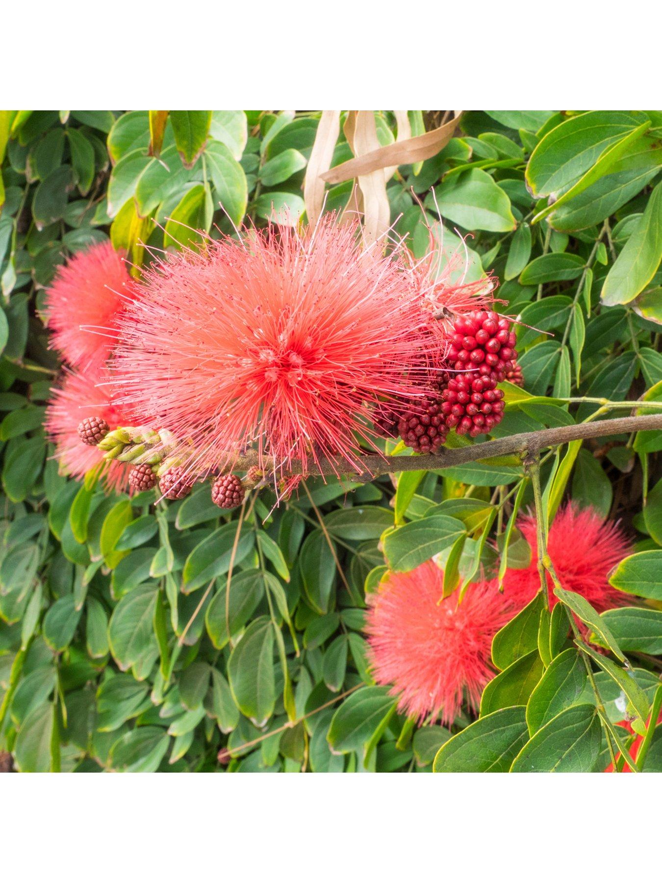 You Garden Dixie Pink' Powder Puff Tree (80-100cm tall) | Very