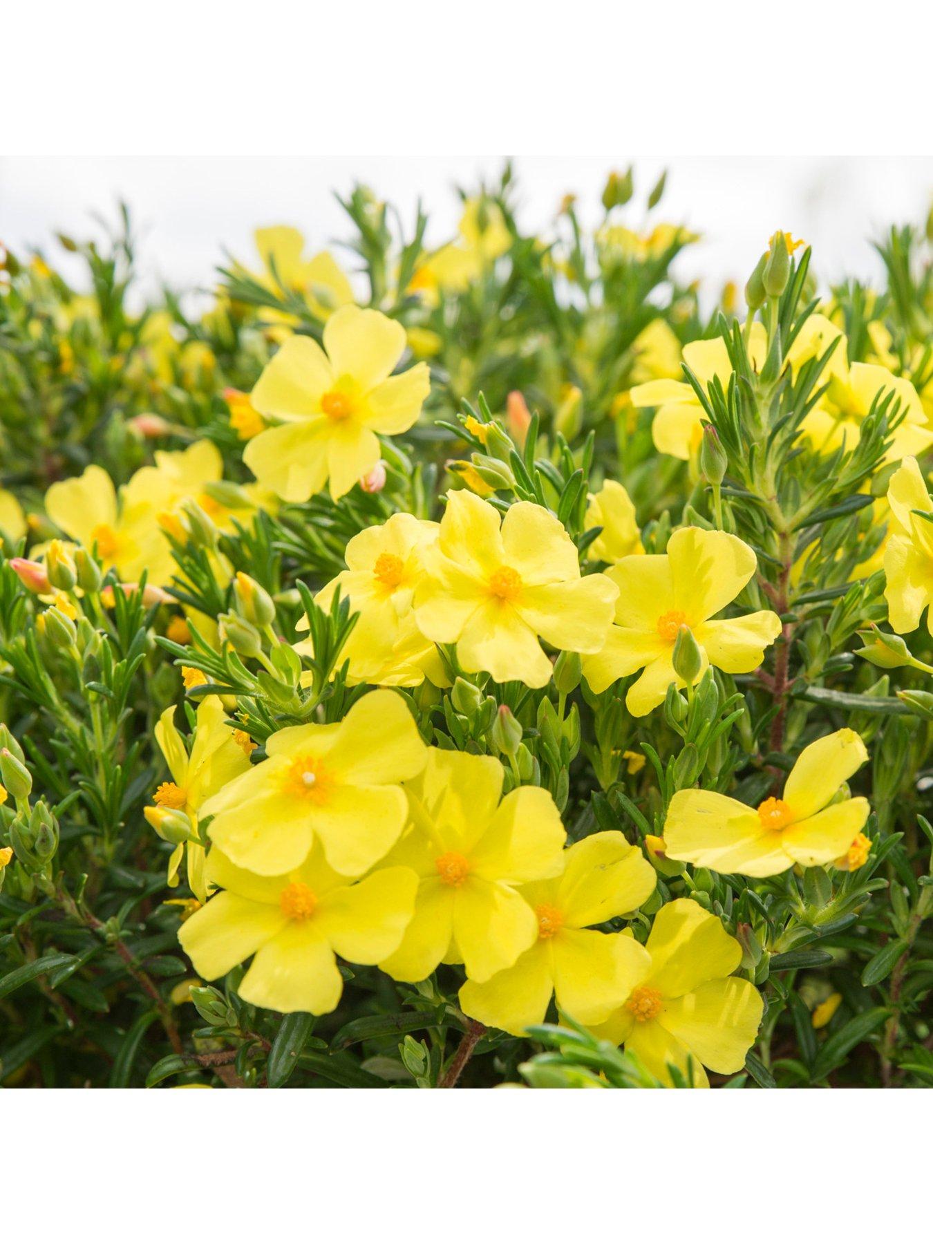 You Garden Halimium 'April Sun' (2L Pot) | Very