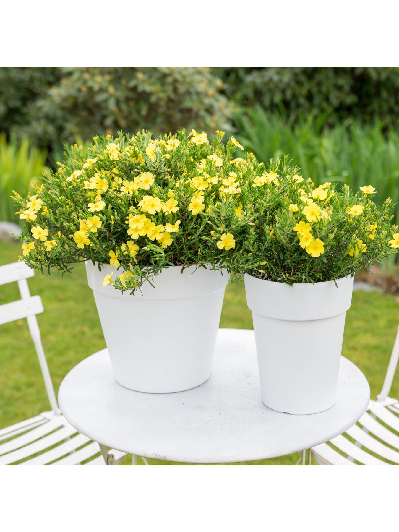 You Garden Halimium 'April Sun' (2L Pot) | Very