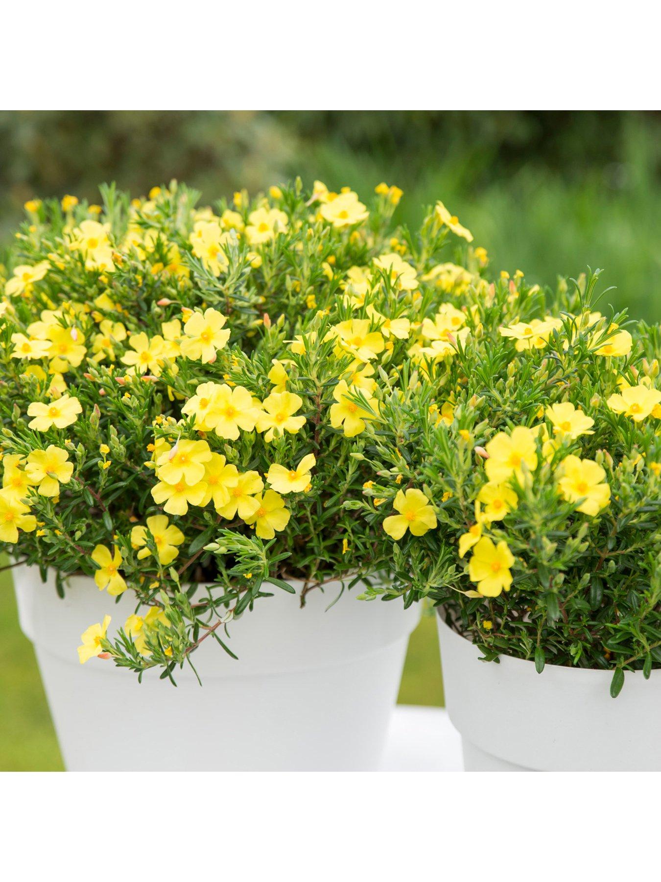 You Garden Halimium 'April Sun' (2L Pot) | Very