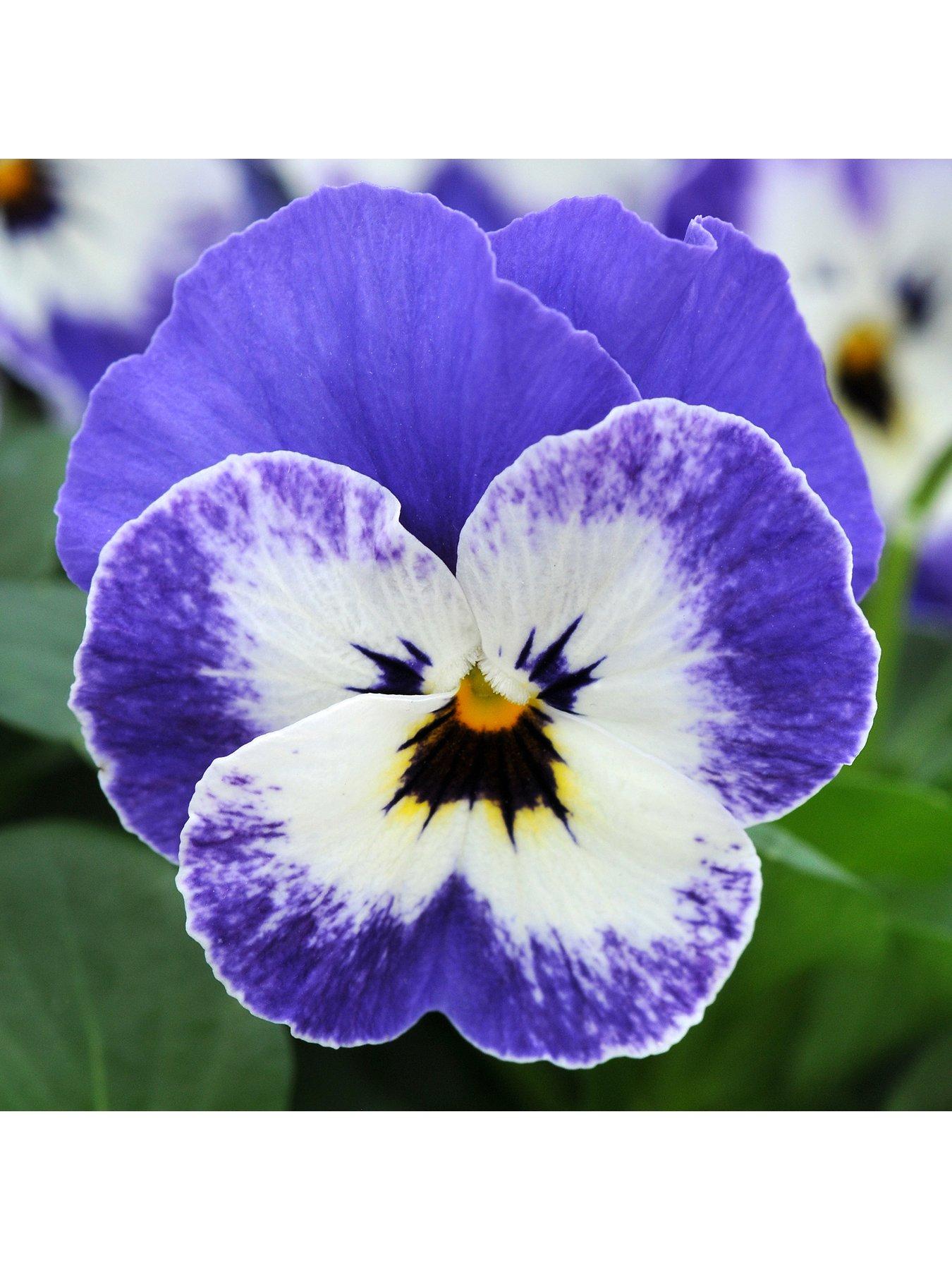 Gardeners Dream Bedding Plants - Viola Delft Blue (10 Pack) | Very.co.uk