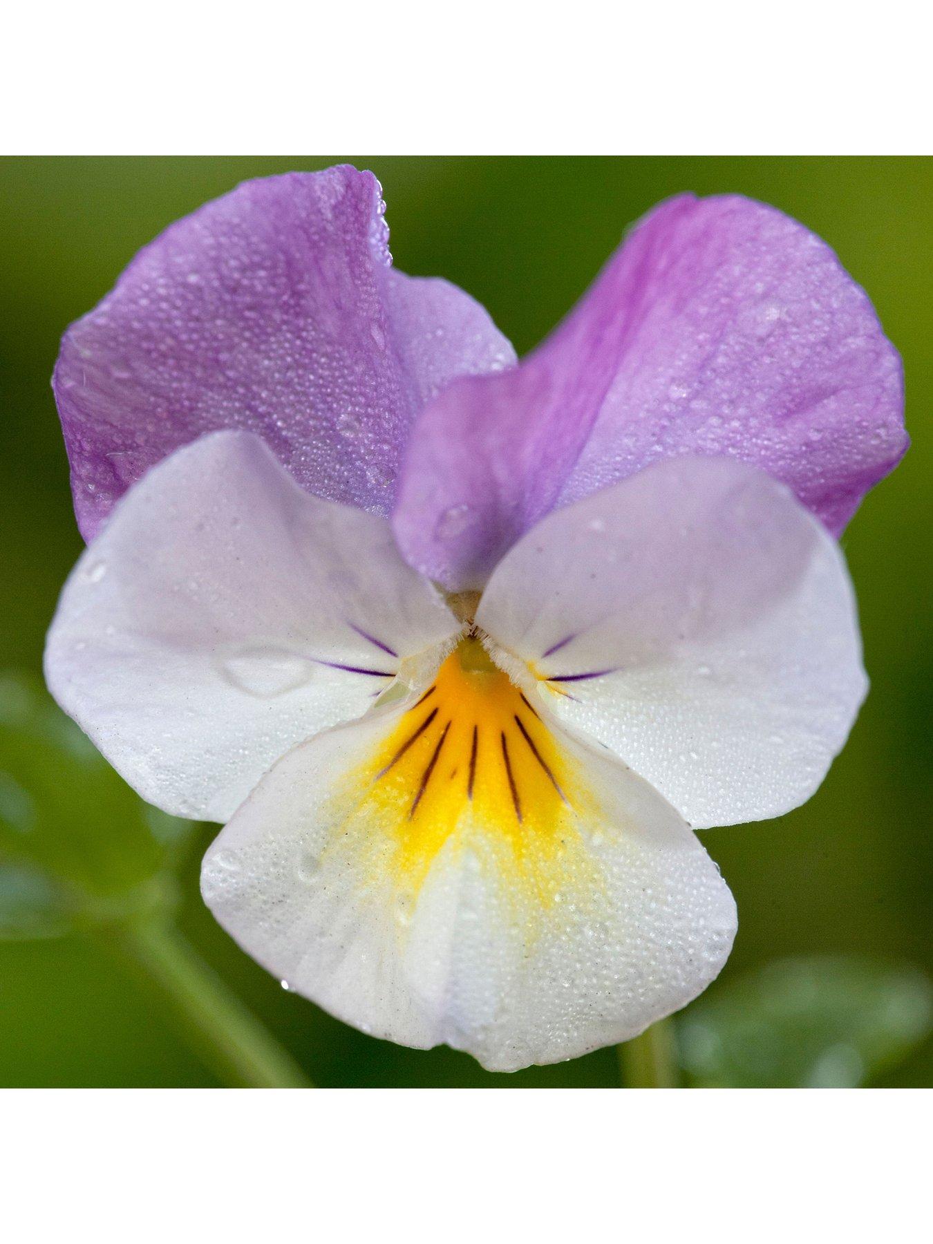 Gardeners Dream Bedding Plants - Viola Pink Wing (10 Pack) | Very.co.uk