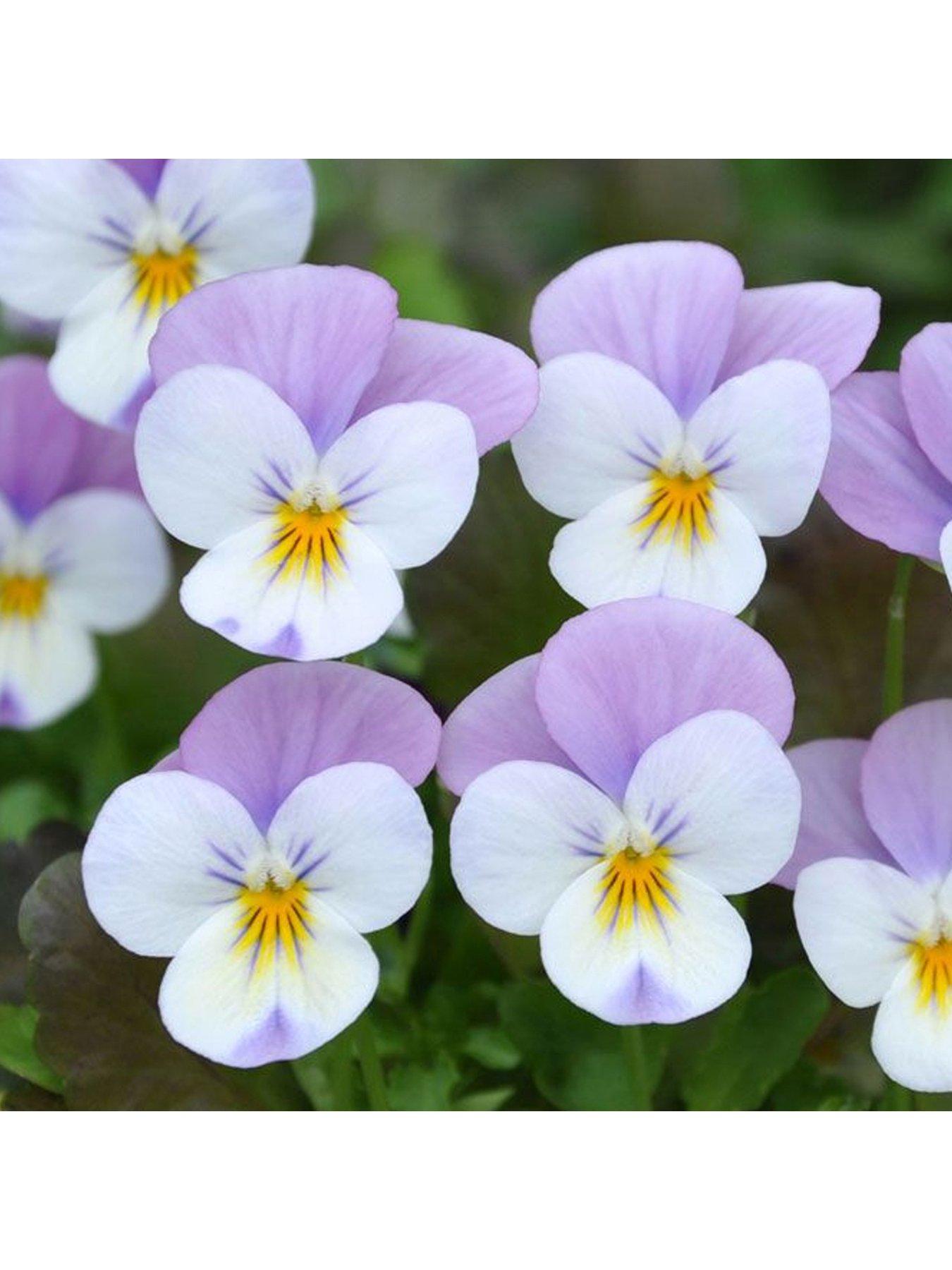 Gardeners Dream Bedding Plants - Viola Pink Wing (10 Pack) | Very.co.uk