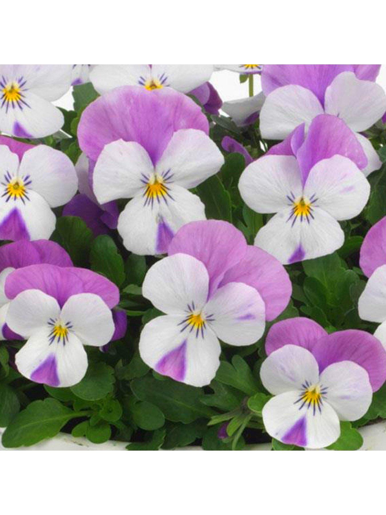 Gardeners Dream Bedding Plants - Viola Pink Wing (10 Pack) | Very.co.uk