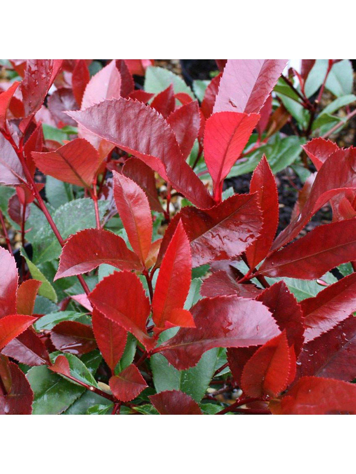 Gardeners Dream Photinia x fraseri Red Robin Tree (12L, 5 - 6ft) | Very ...