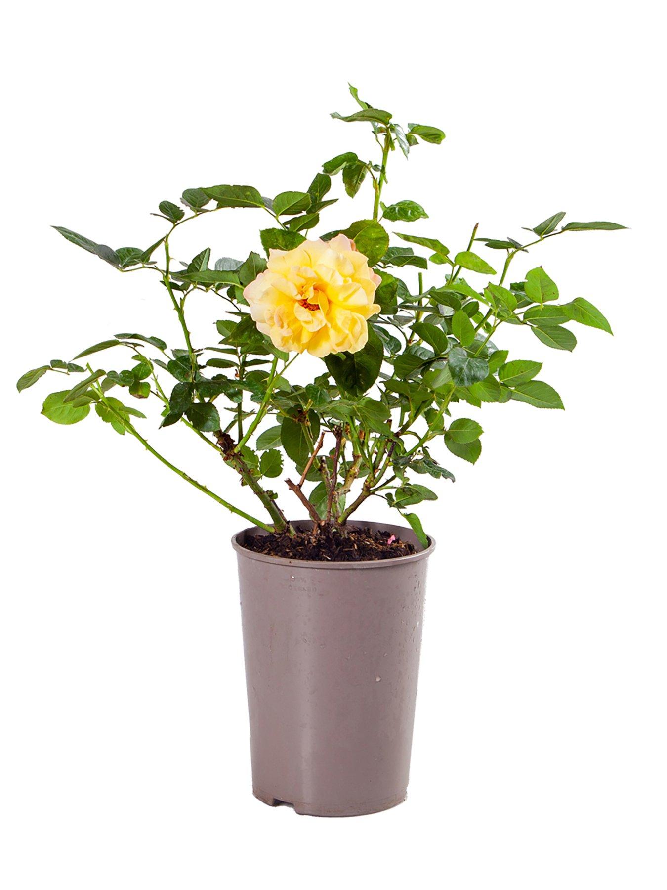 You Garden 'Peace' 3L Potted Rose Plant | Very