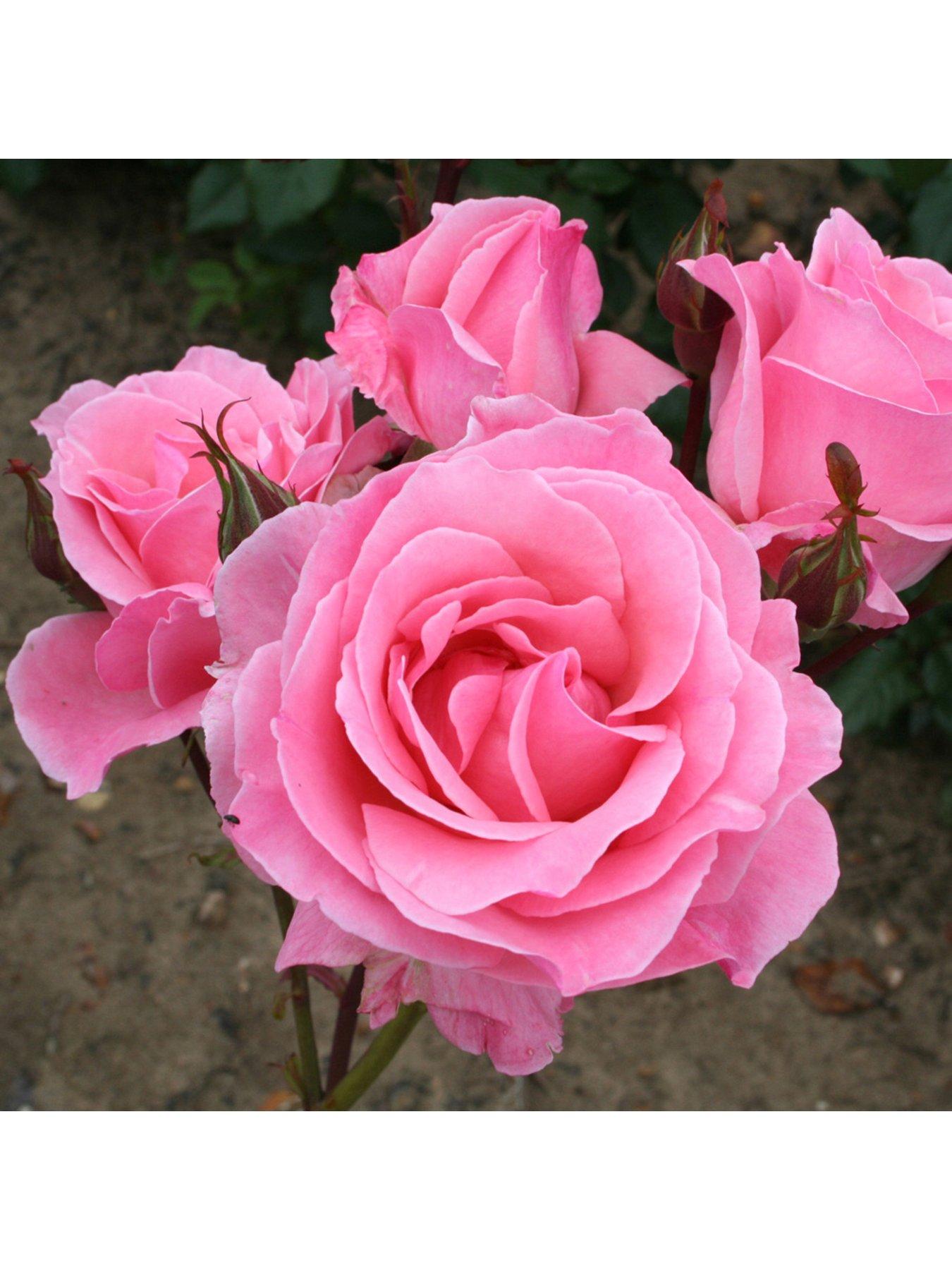 You Garden 'Queen Elizabeth' 3L Potted Rose Plant | Very