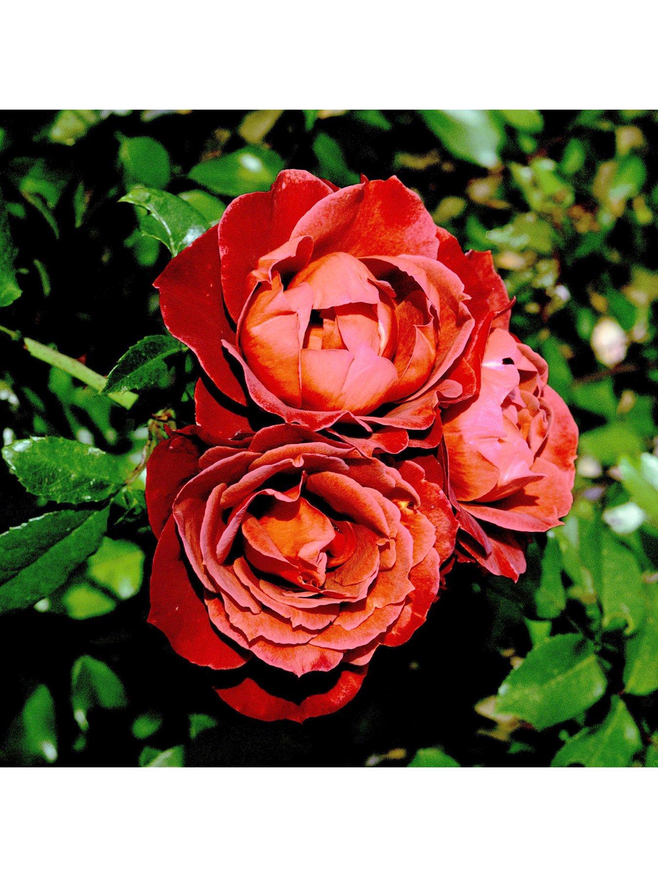 You Garden Rose 'Hot Chocolate' 3L Potted | Very