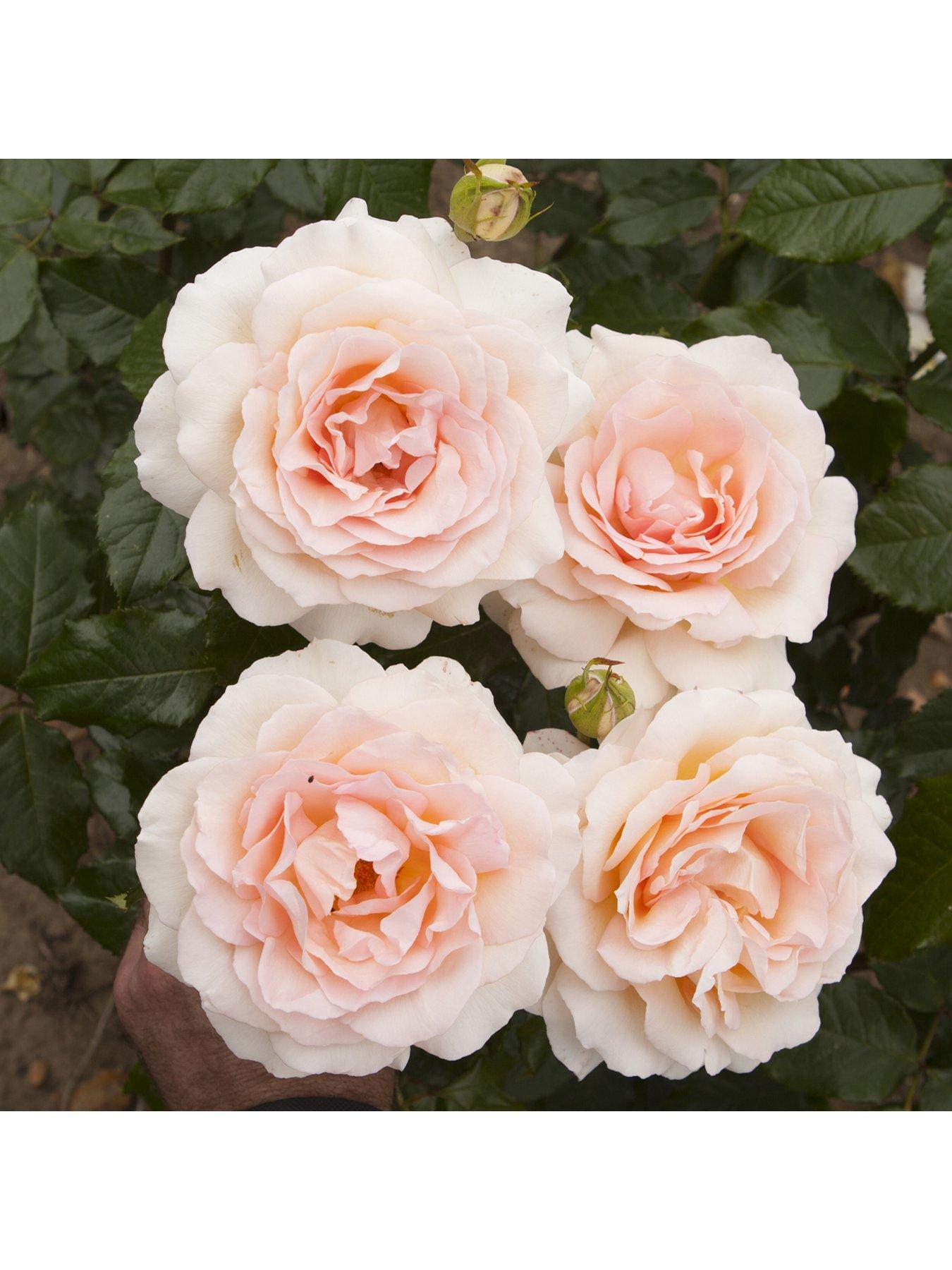 You Garden Harkness Rose Chandos Beauty ® - 3L-4L pot | Very