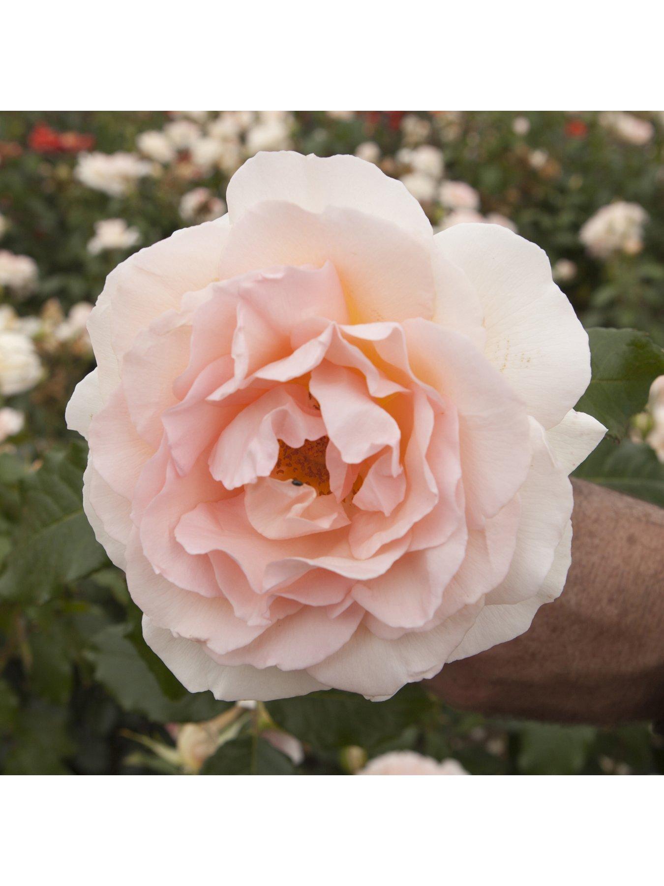 You Garden Harkness Rose Chandos Beauty ® - 3L-4L pot | Very