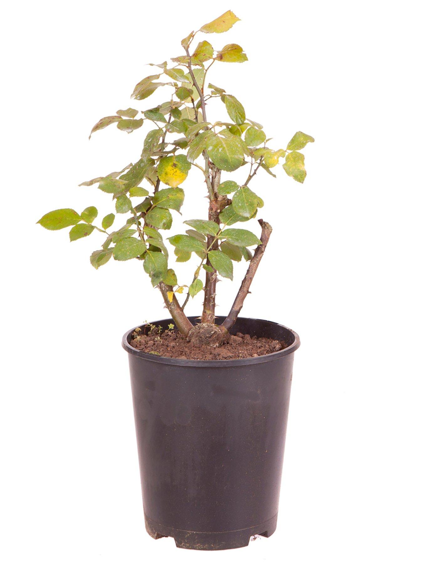 You Garden Rose Black Baccara 3l Potted Very