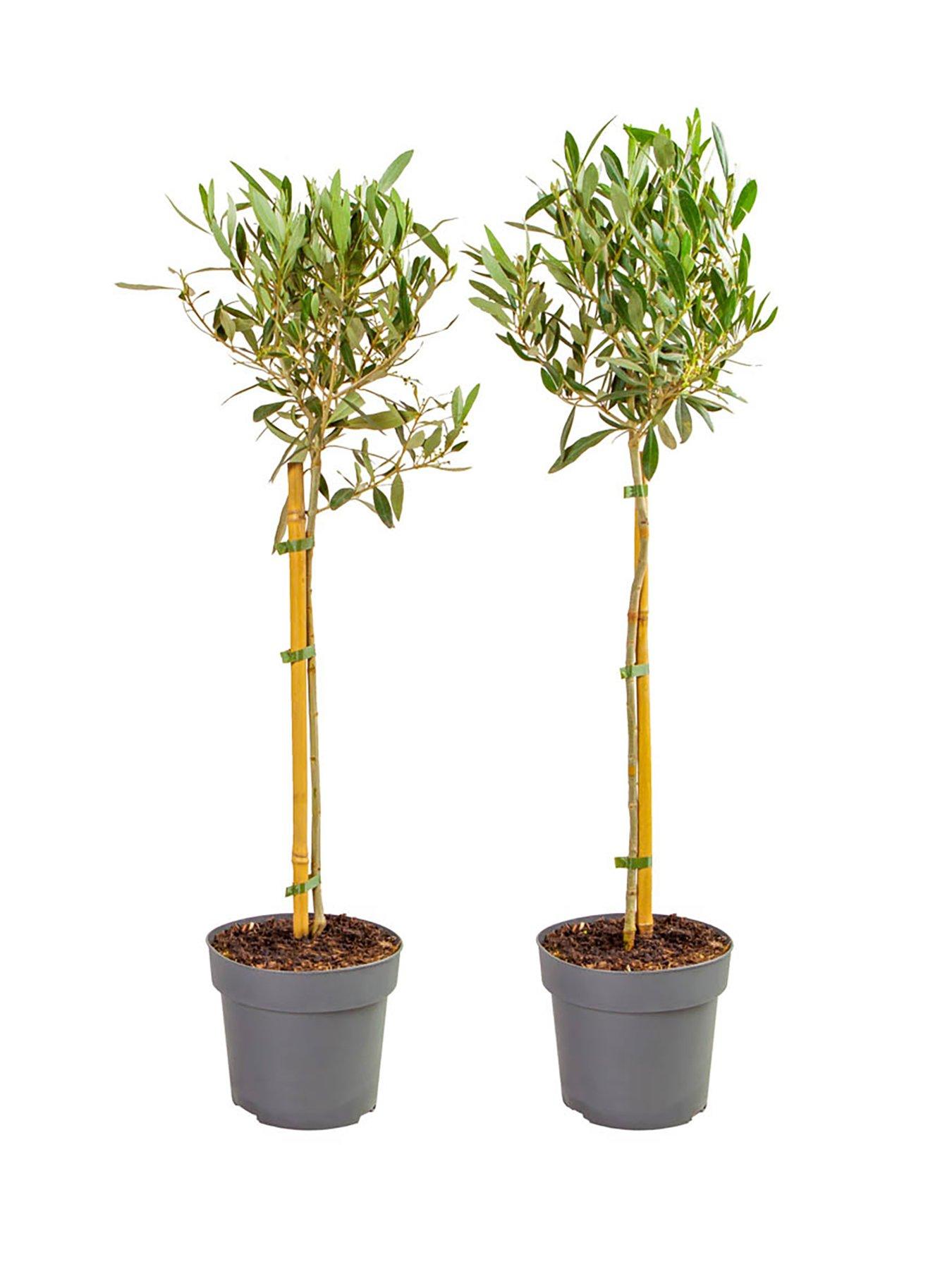 You Garden Olive Tree Standard 80cm 18cm Potted Plant | Very