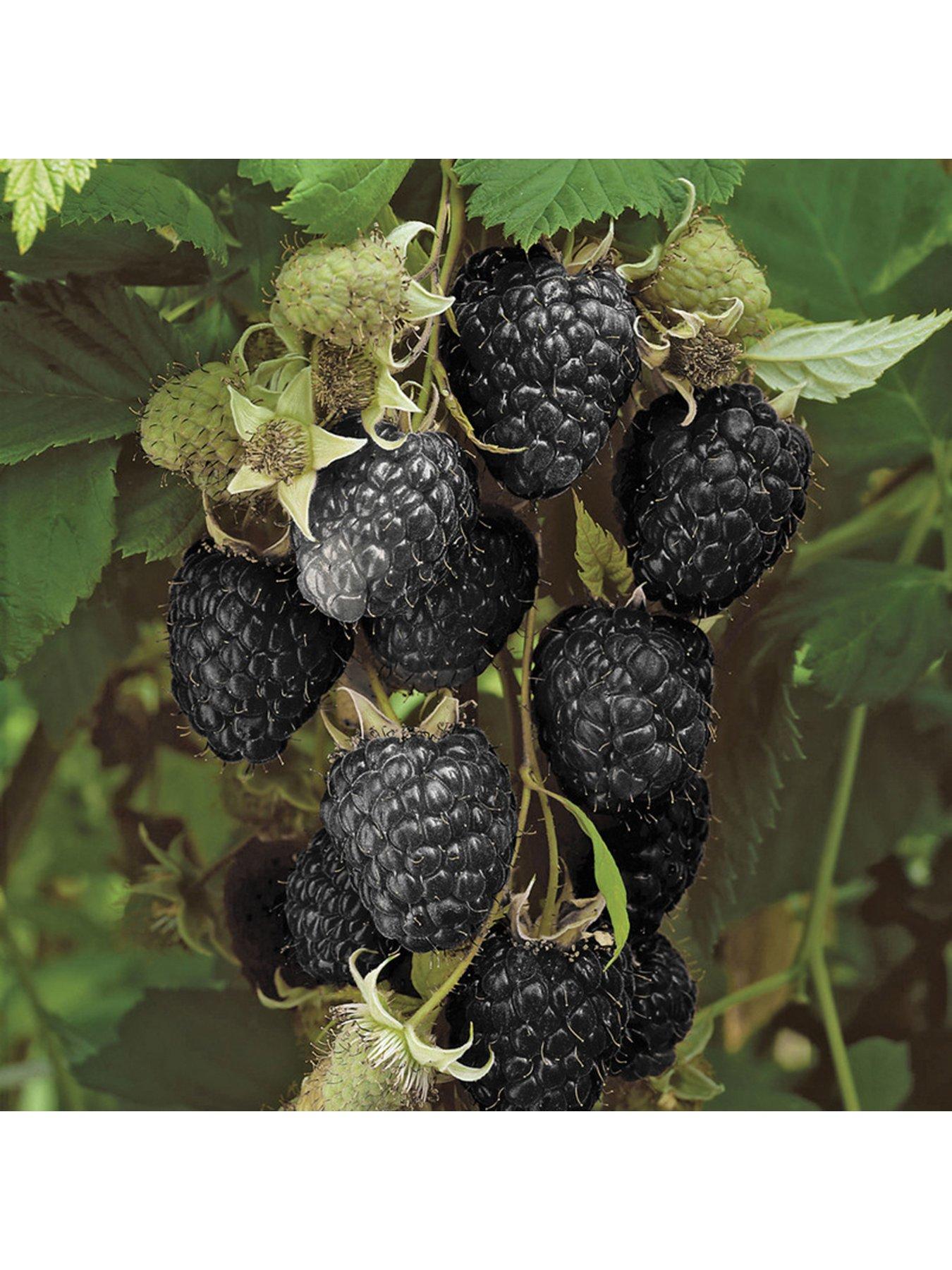 You Garden Raspberry 'Black Jewel' 2L pot | Very
