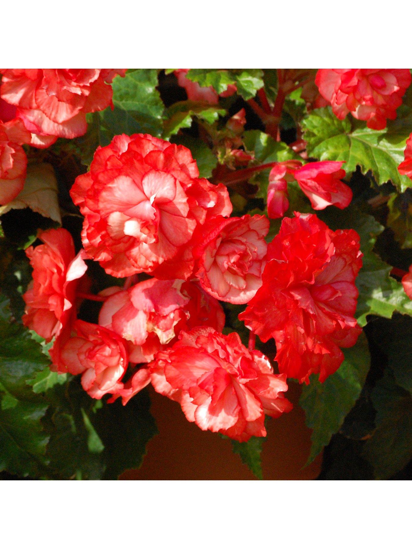 You Garden Belgian Trailing Giant Begonias x 10 tubers | Very