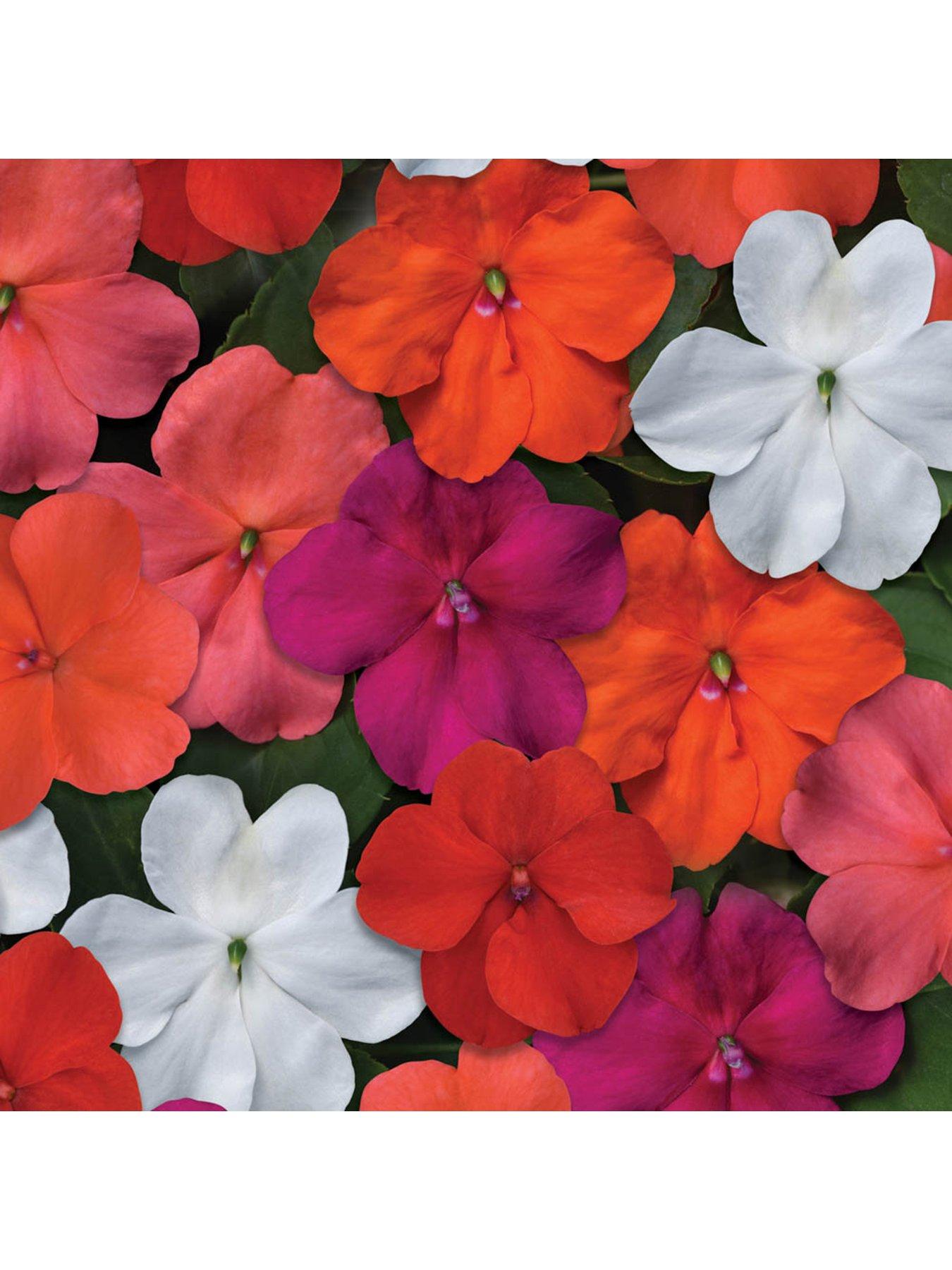 Busy Lizzie Beacon Mix - 20 Garden Ready Plants | Very.co.uk