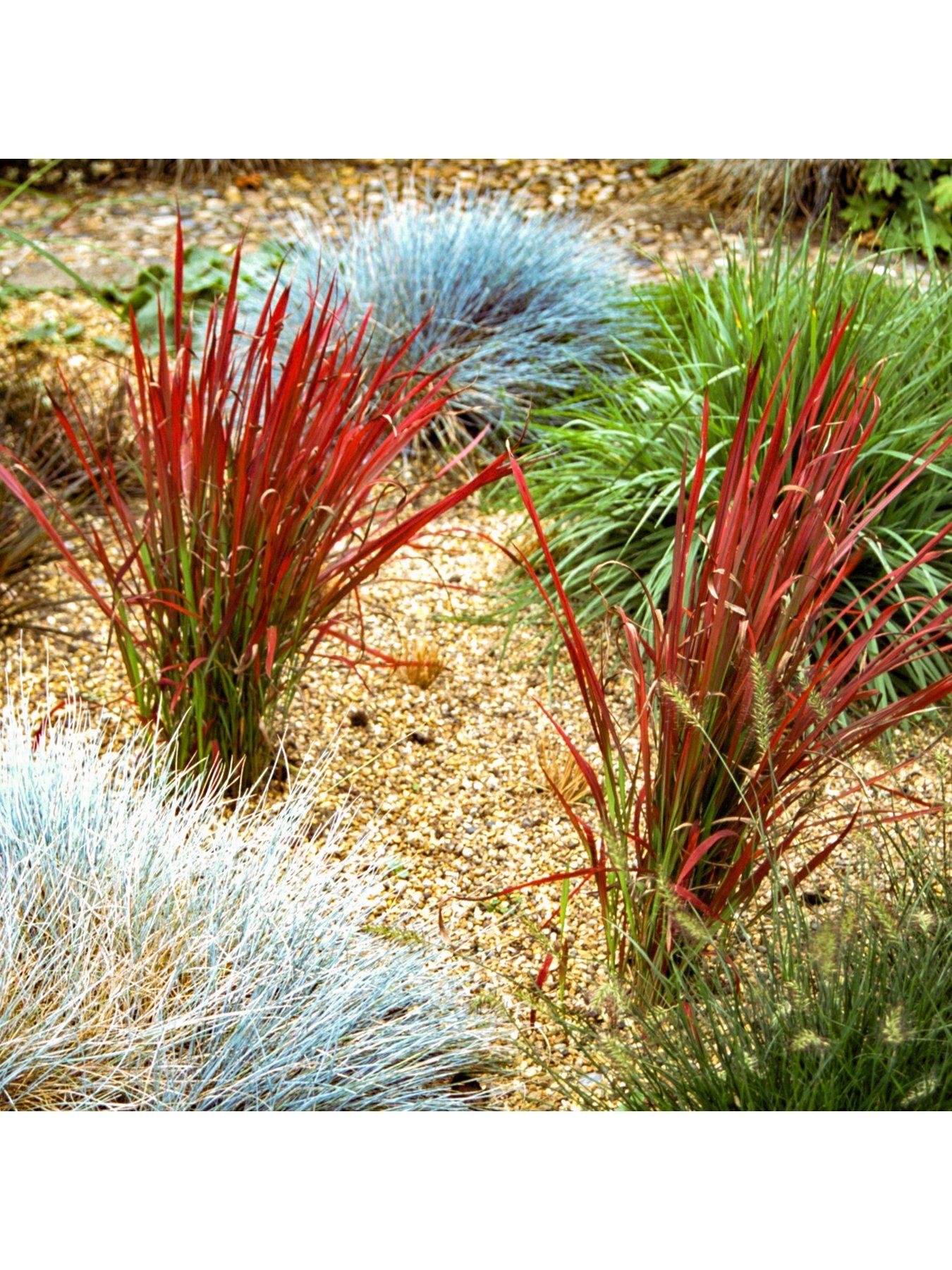 You Garden Imperata Cylindrica Red Baron - 2L Pot | Very