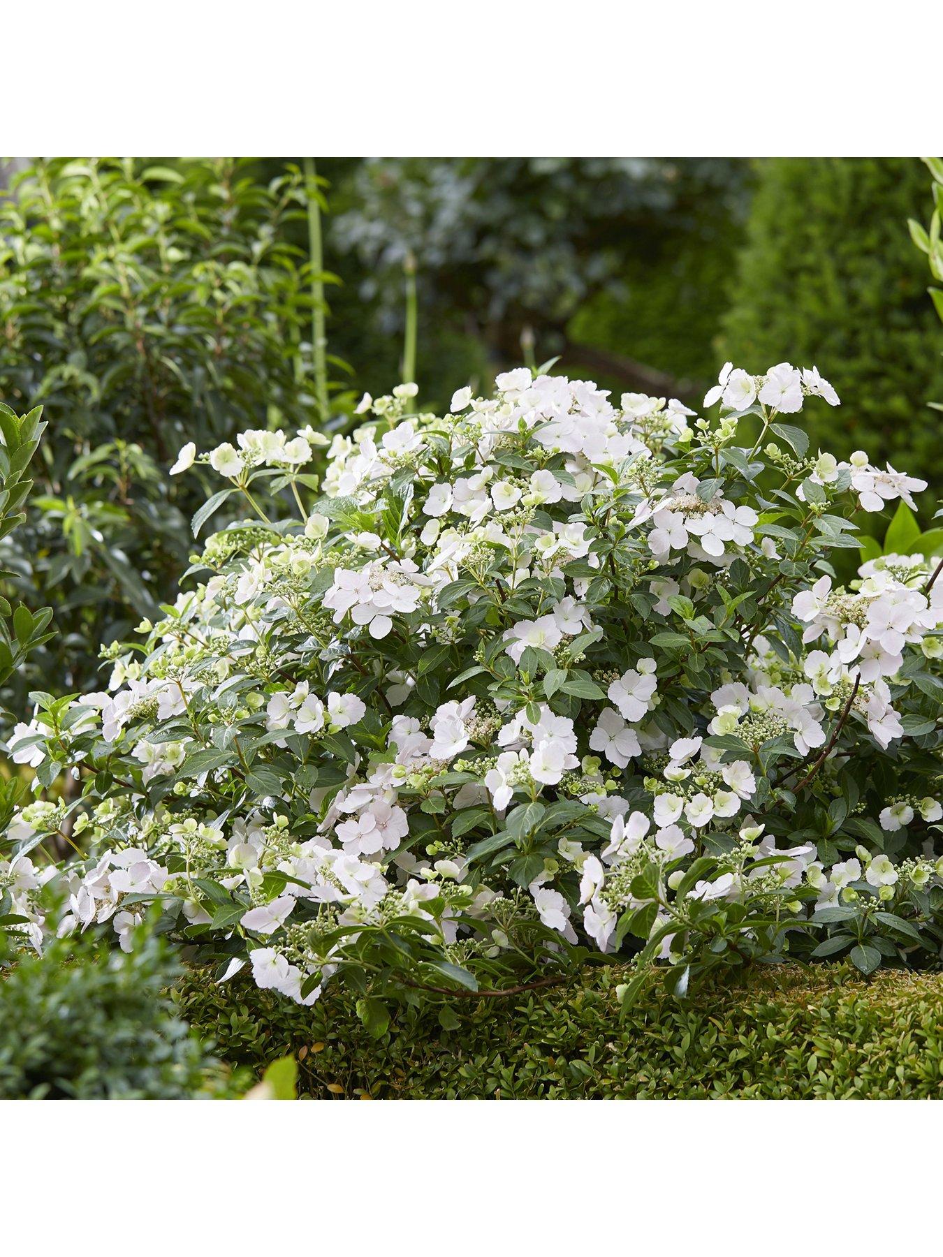You Garden Hydrangea 'Runaway Bride' - 14cm Pot | Very