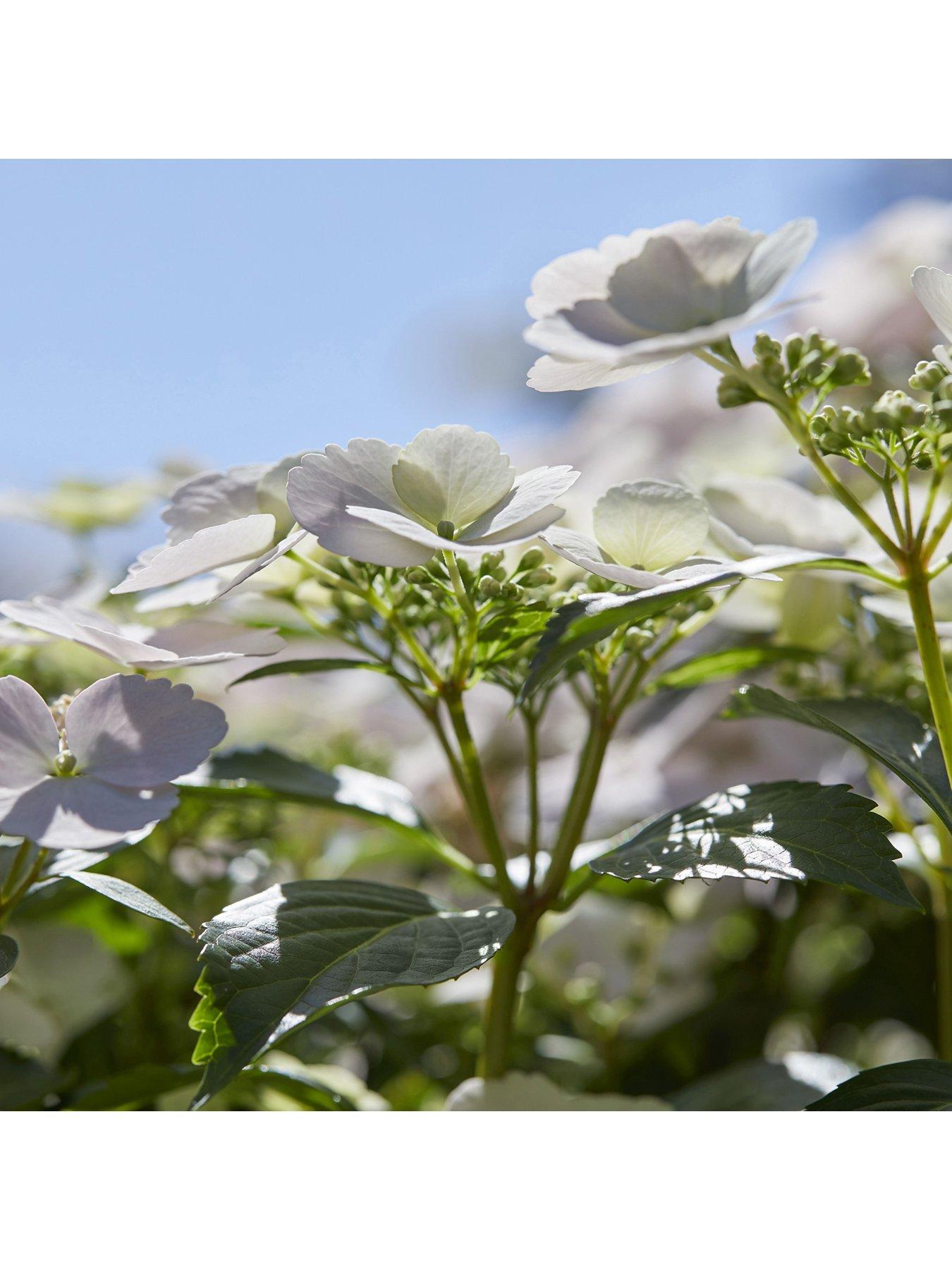 You Garden Hydrangea 'Runaway Bride' - 14cm Pot | Very