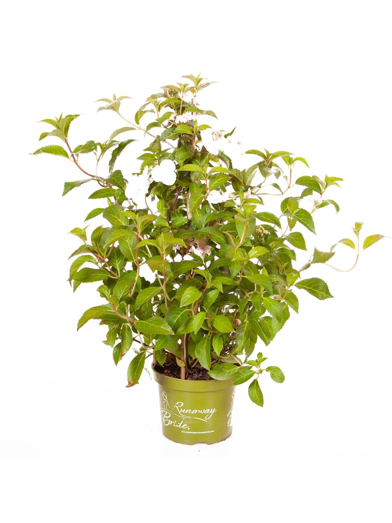You Garden Hydrangea 'Runaway Bride' - 14cm Pot | Very