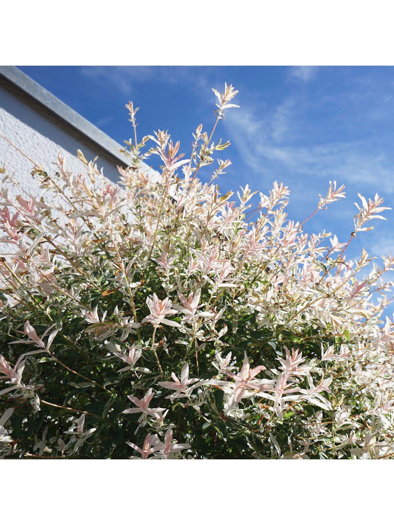 You Garden Salix Flamingo Bush - 3L Pot | Very