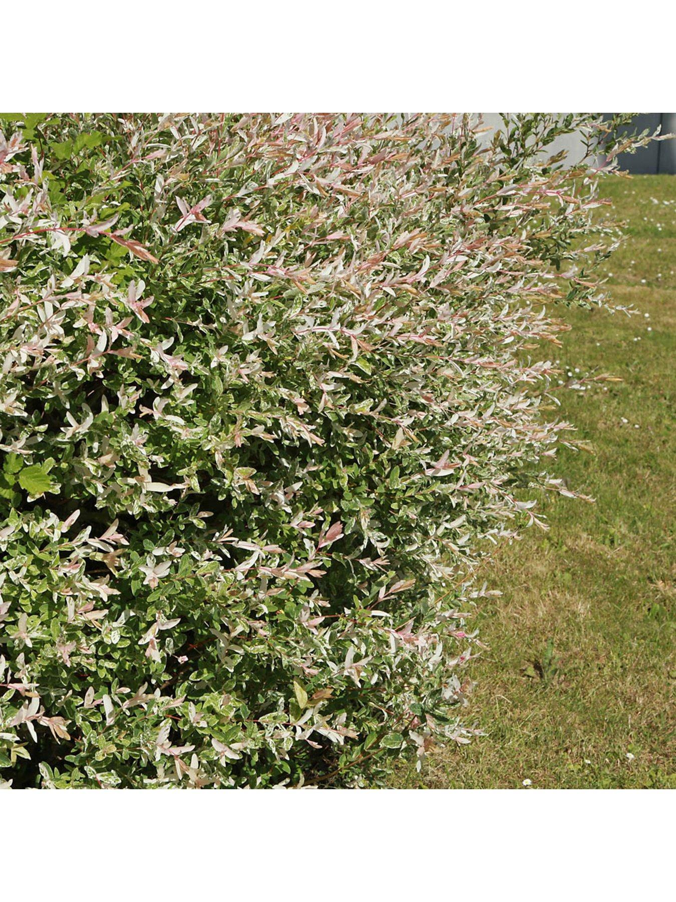 You Garden Salix Flamingo Bush - 3L Pot | Very