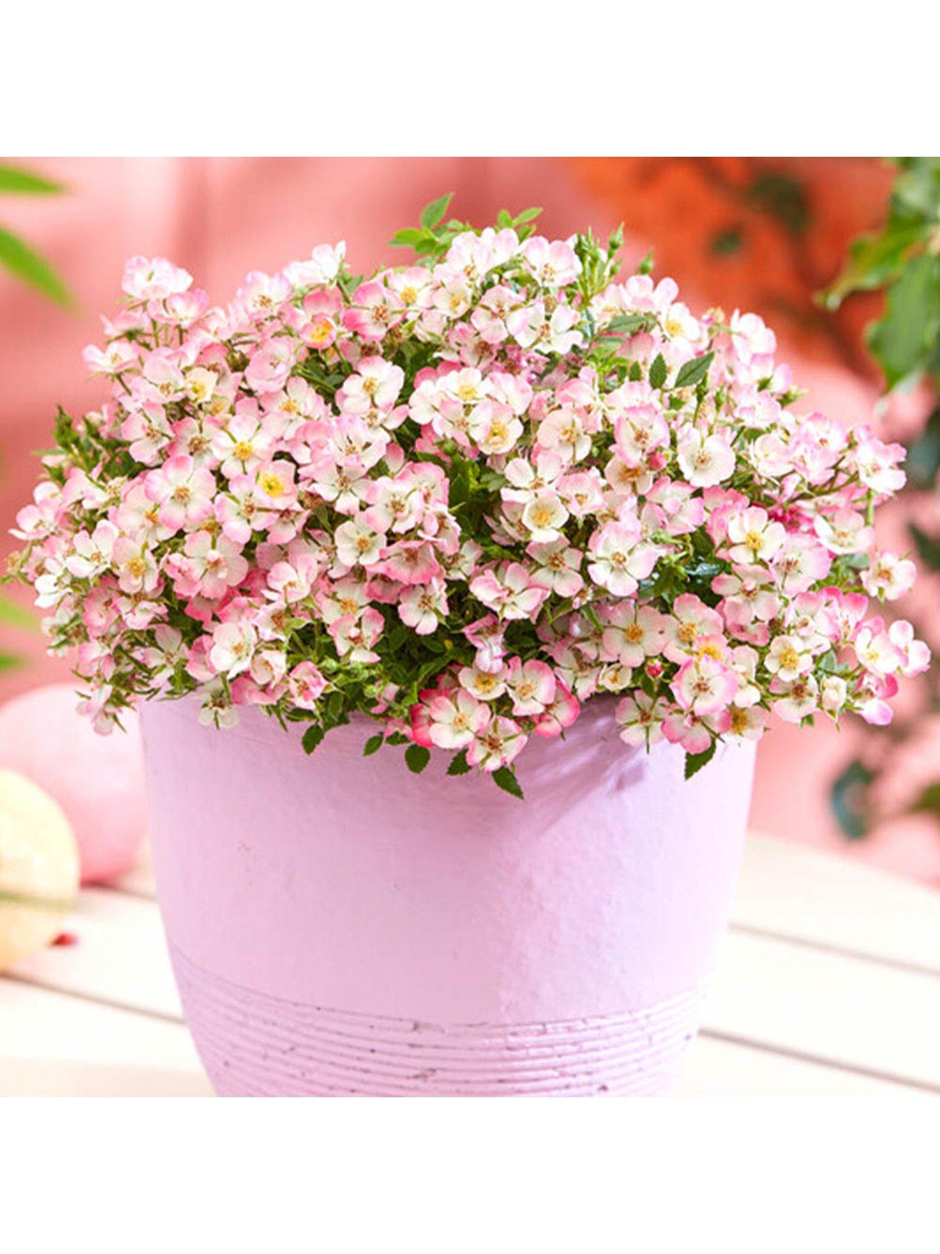 You Garden Rose Cutie Pie - 3 x 9cm Pot | Very