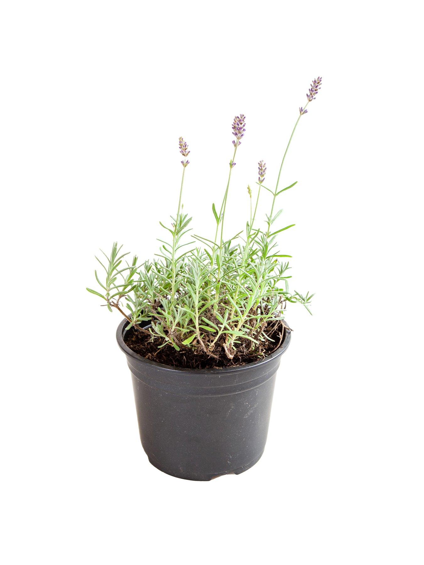 You Garden Lavender English Hidcote - 2L Pot | Very