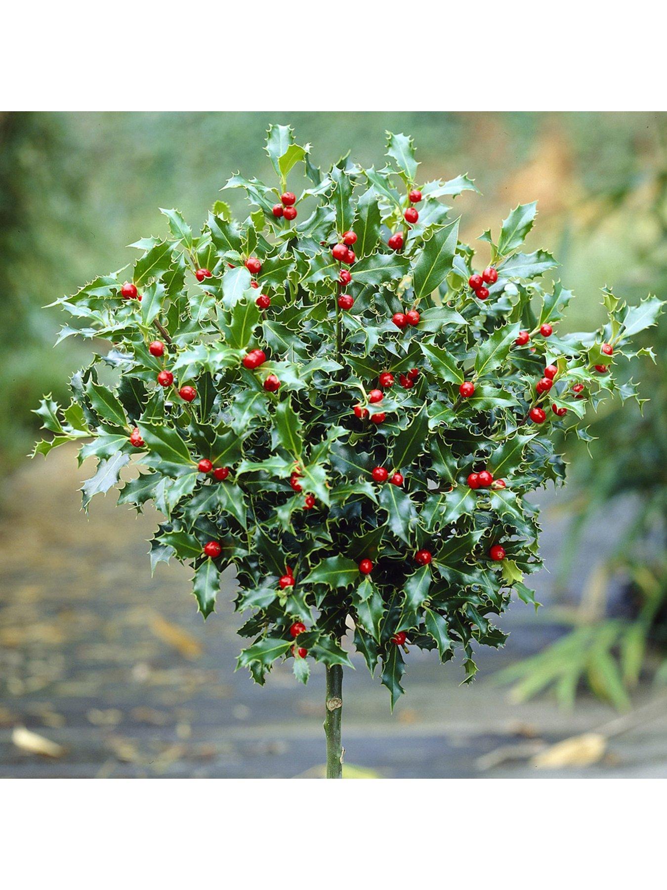 You Garden Pair of Holly Trees (Standard Trees) | Very