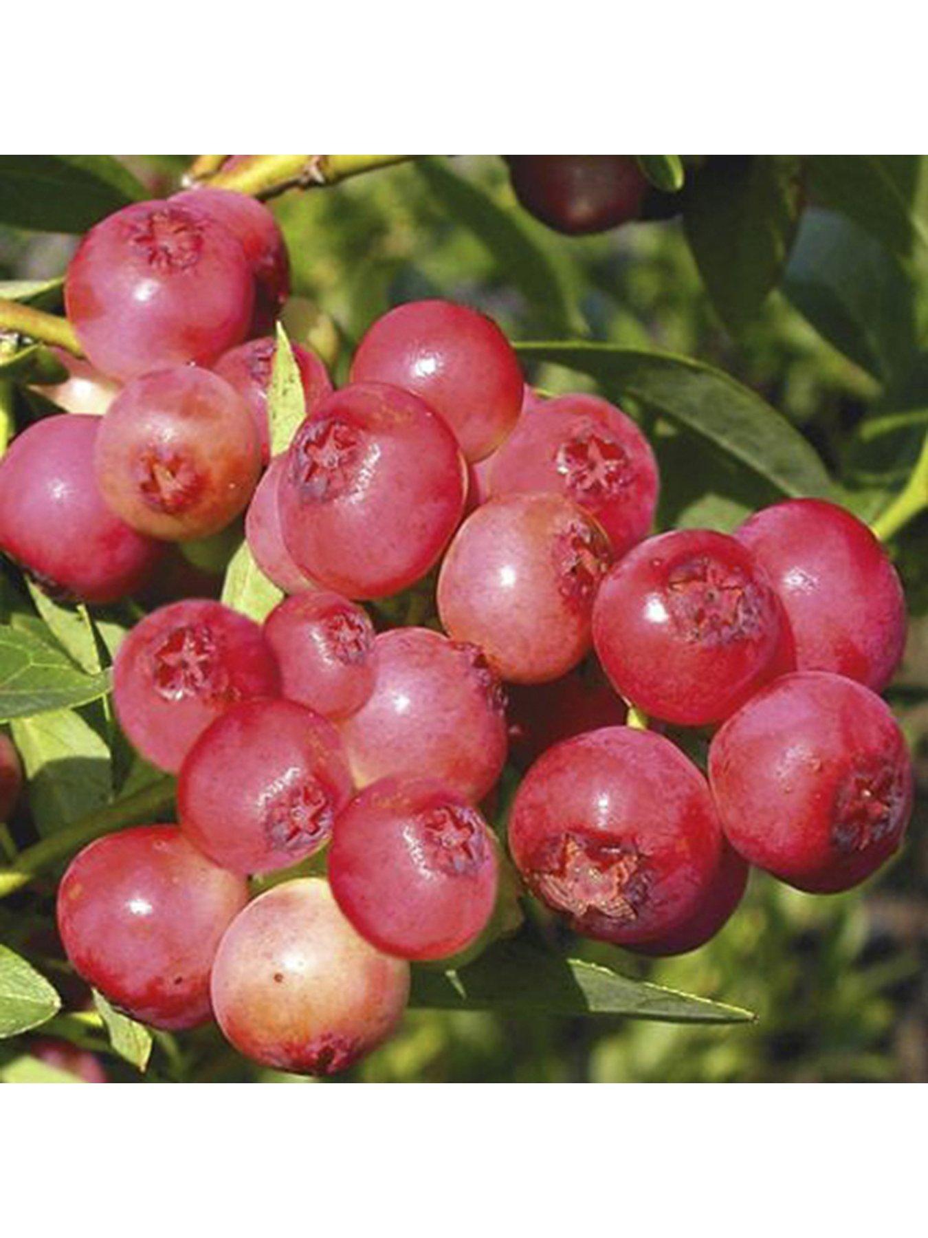 You Garden Blueberry "Pink Lemonade" - 2L Pot | Very