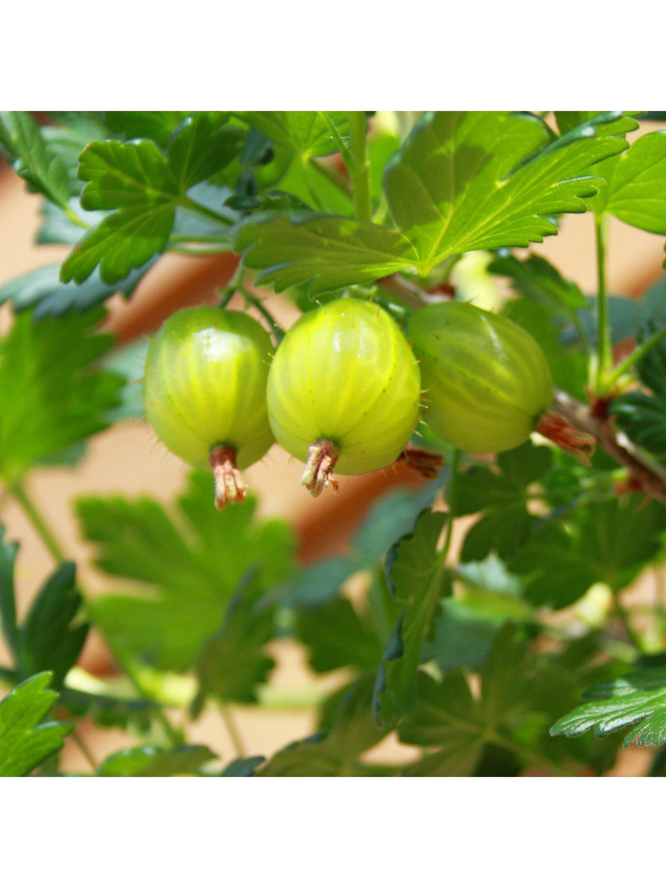 You Garden Gooseberry Invicta - 2L Pot | Very