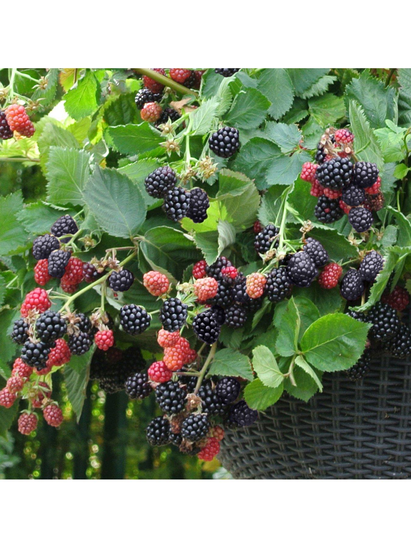 You Garden Blackberry Cascade - 3 x 9cm Pots | Very