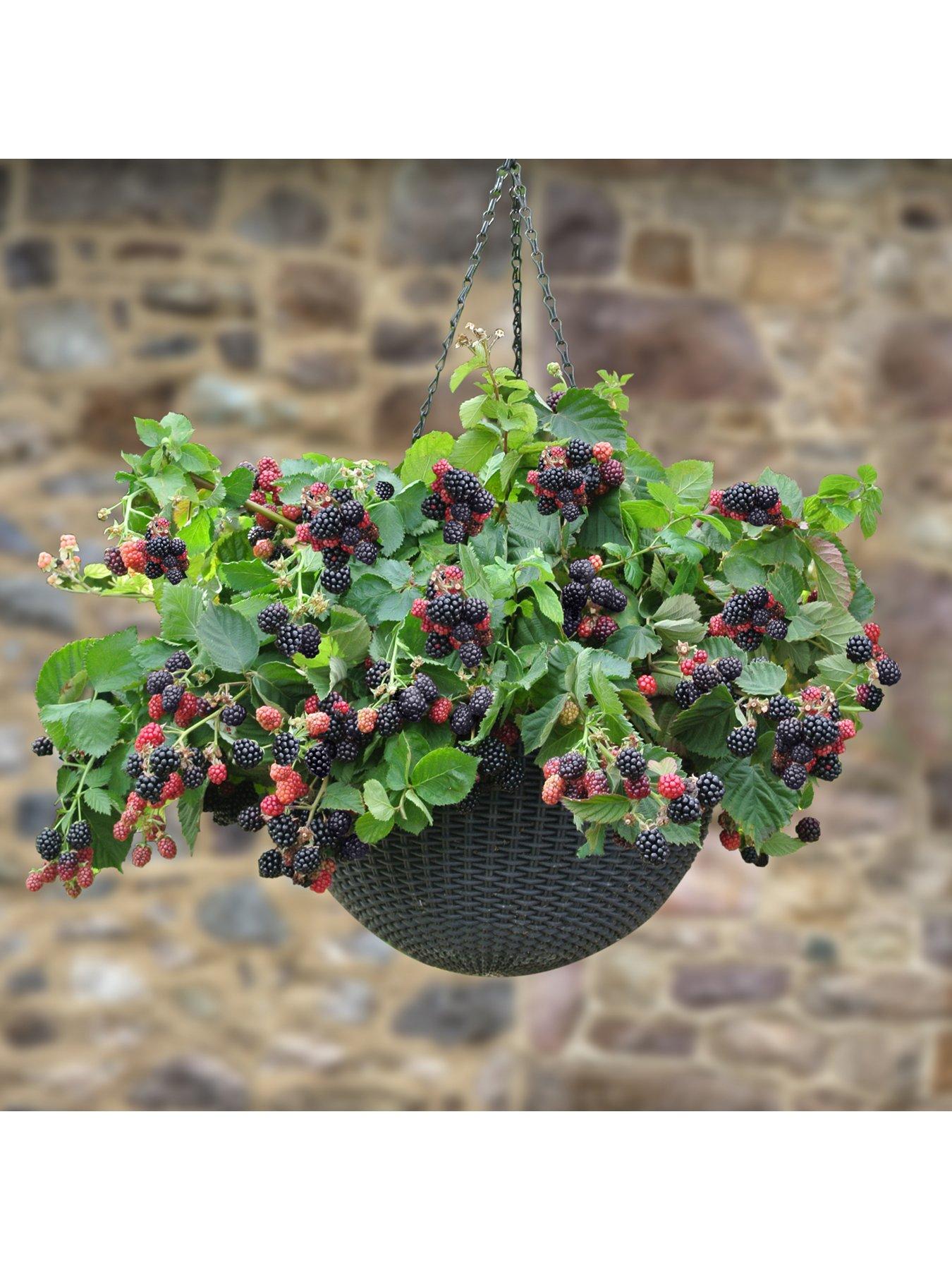 You Garden Blackberry Cascade - 3 x 9cm Pots | Very