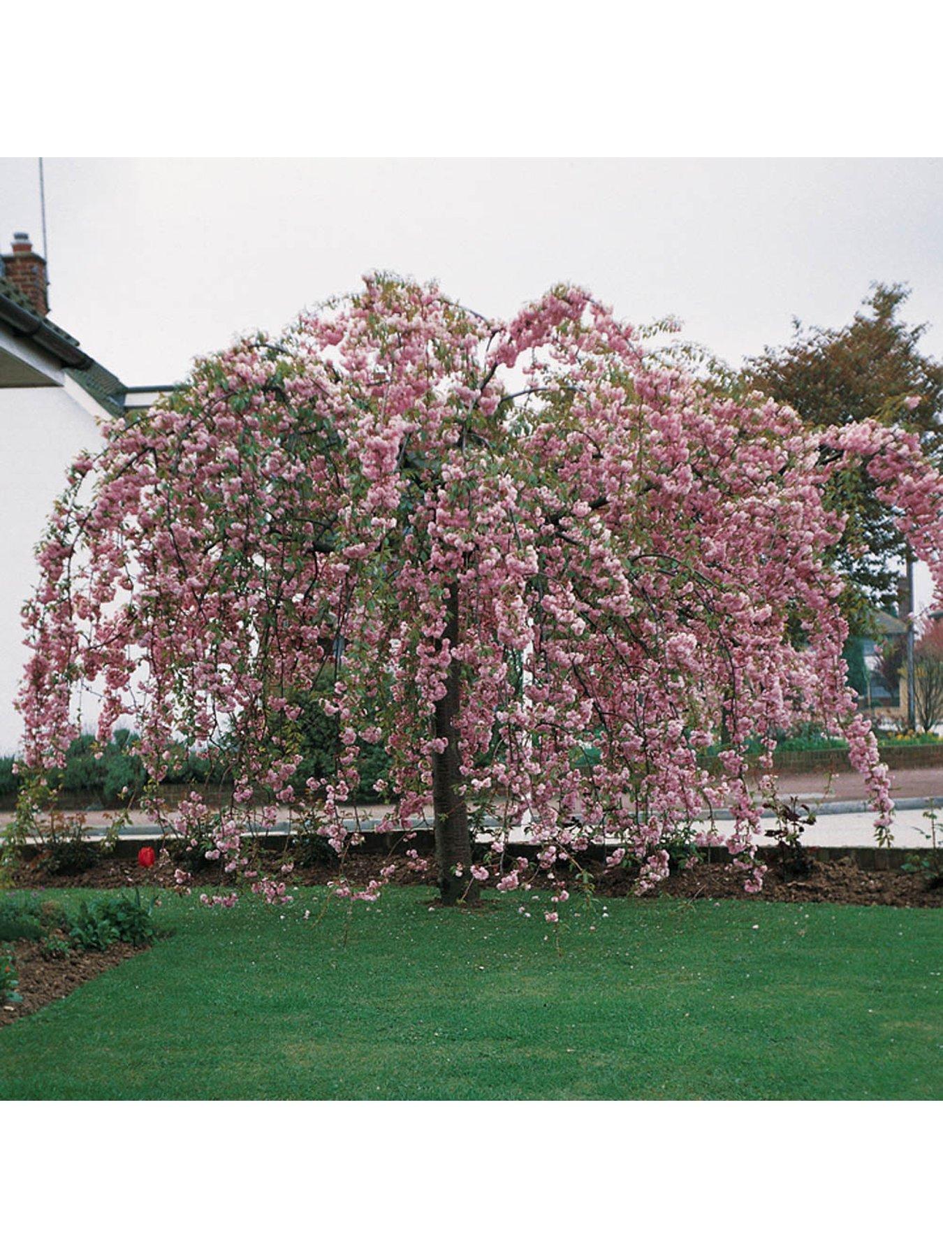 You Garden Weeping Cherry 'Kiku Shidare Zakura' (Bare Root) | Very