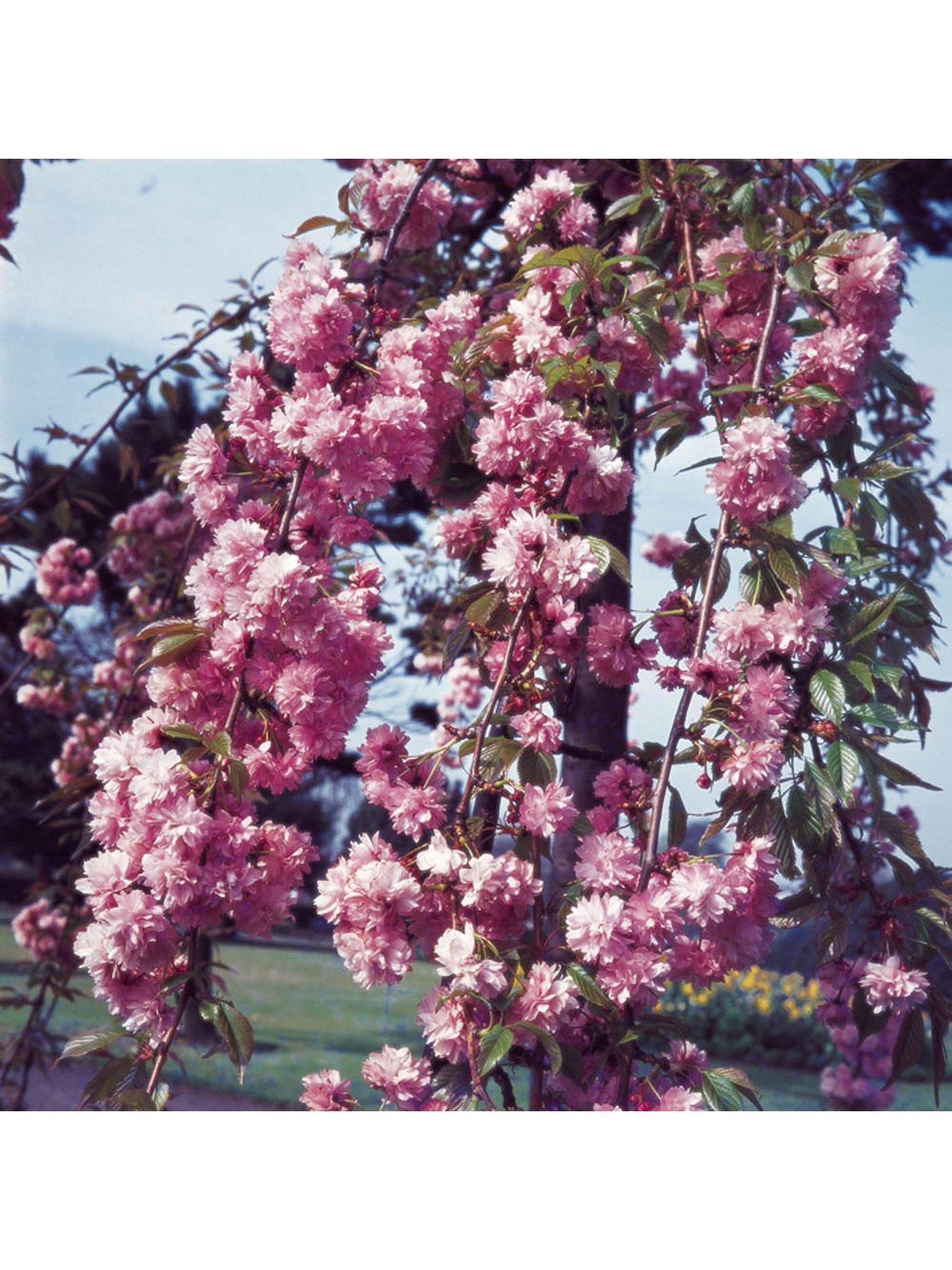 You Garden Weeping Cherry 'Kiku Shidare Zakura' (Bare Root) | Very